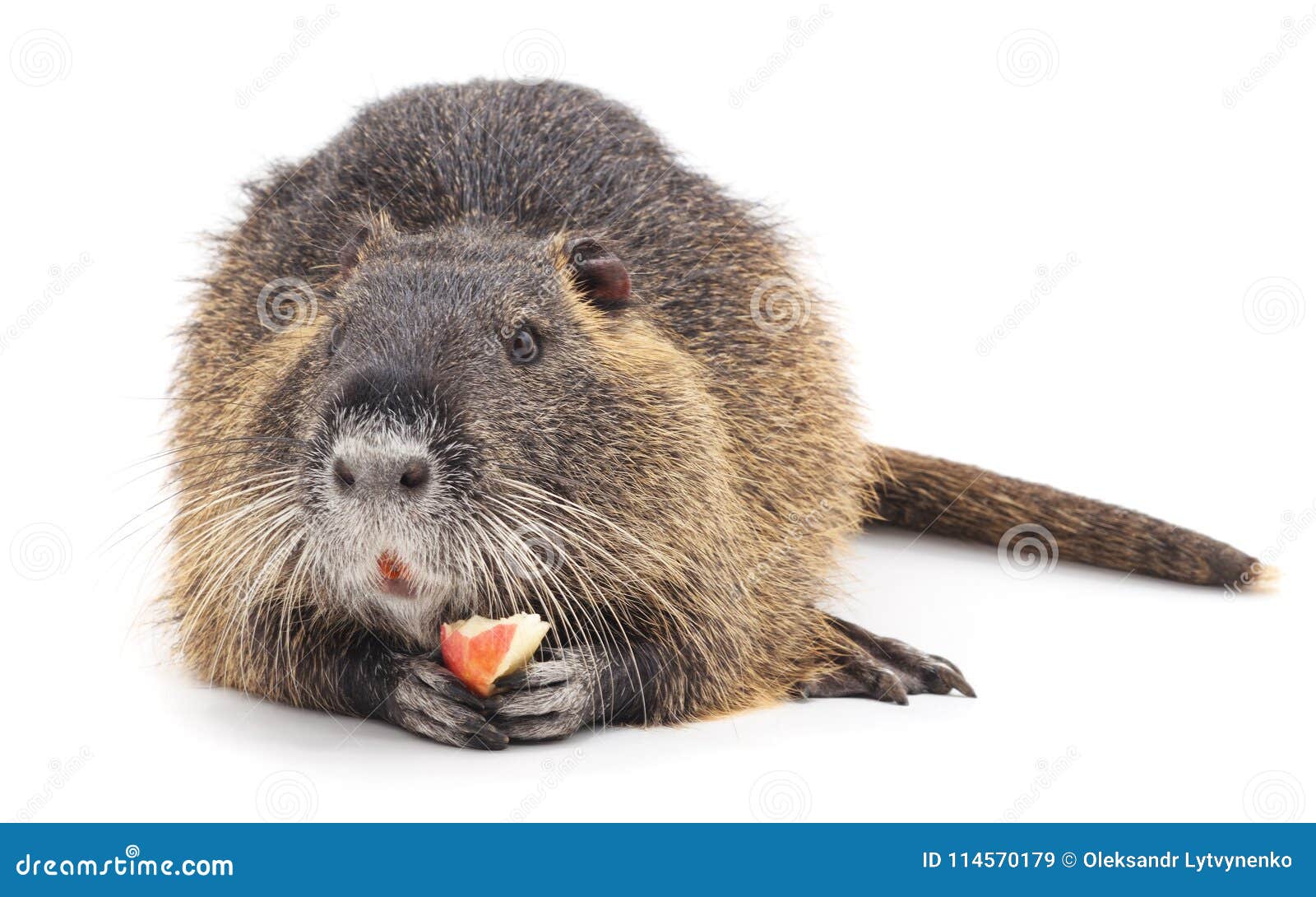 Large brown nutria. stock image. Image of farm, background - 114570179