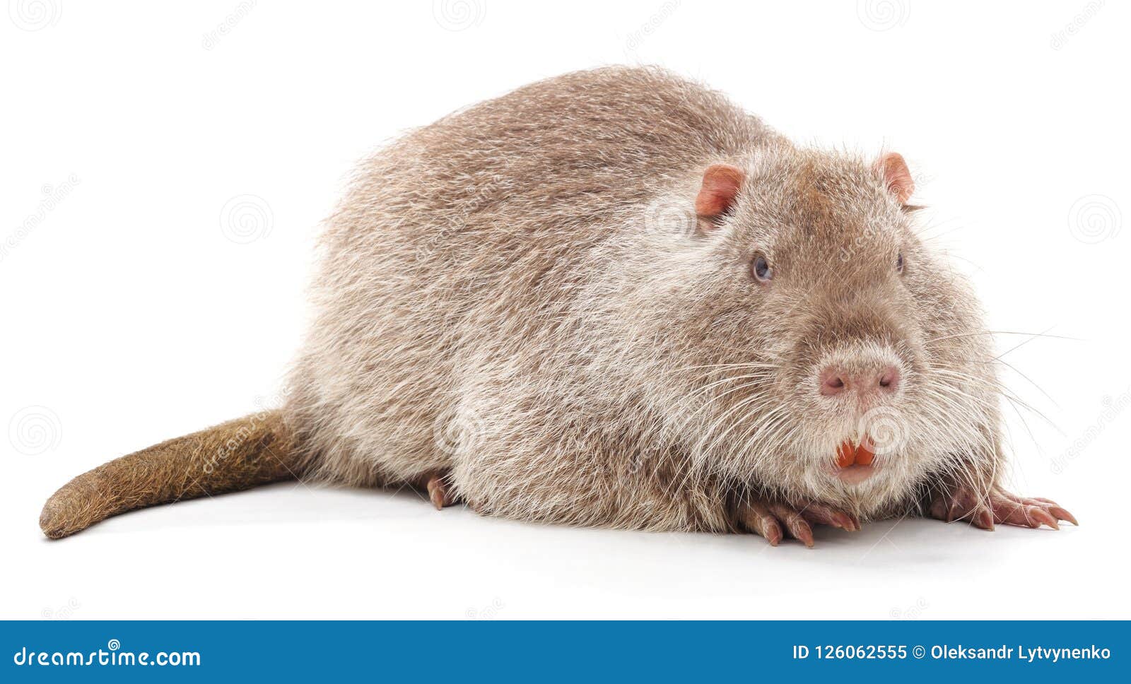 Large brown nutria. stock image. Image of beaver, brown - 126062555