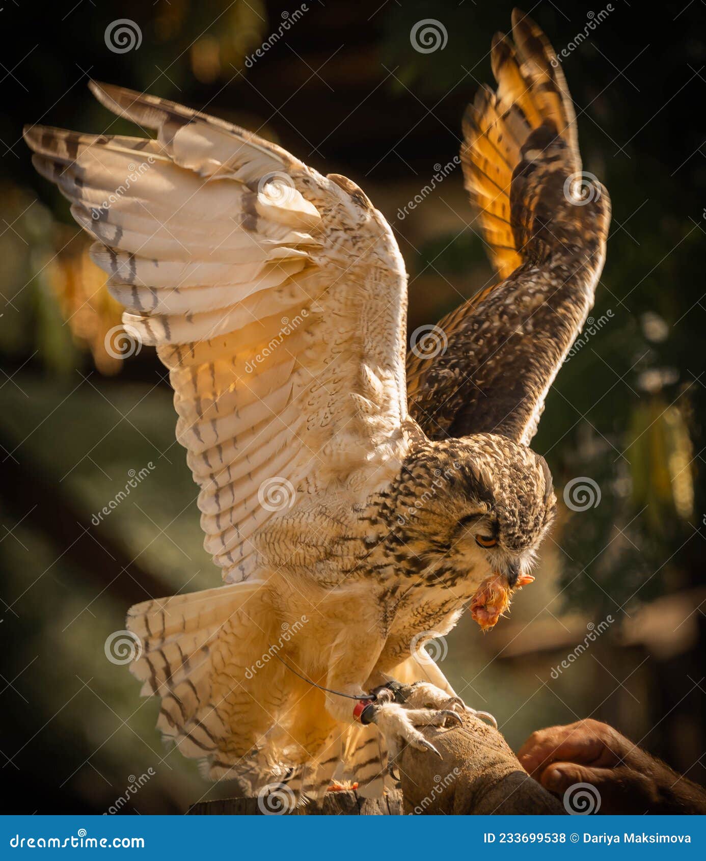 Large Brown Owl with Outstretched Wings Eating Chicken Stock Photo ...