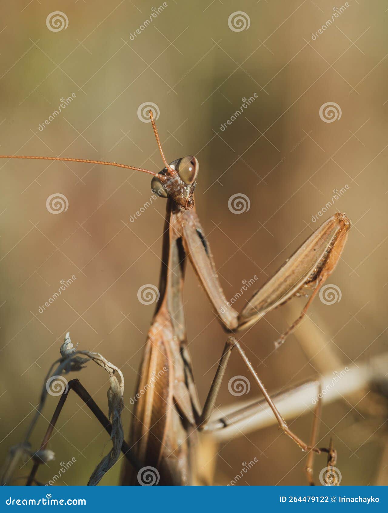 Large Brown Praying Mantis on a Dry Stem Stock Photo - Image of nature ...