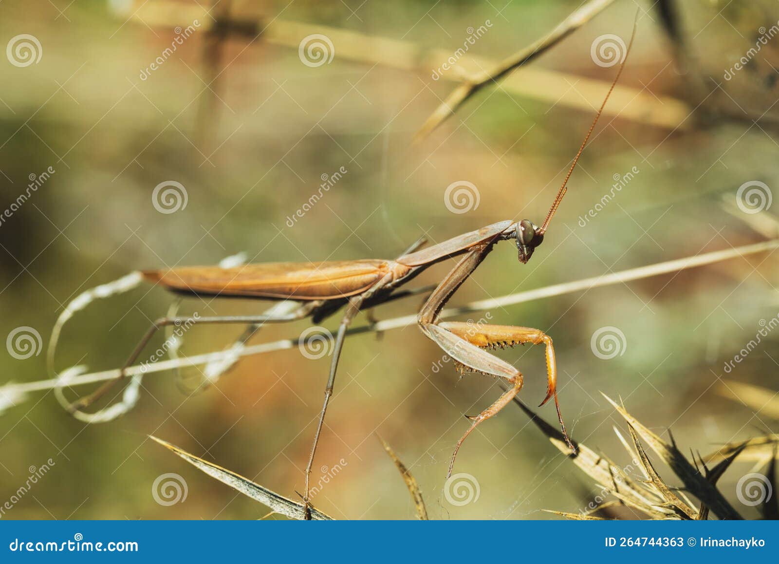 Large Brown Praying Mantis on a Dry Stem Stock Image - Image of garden ...
