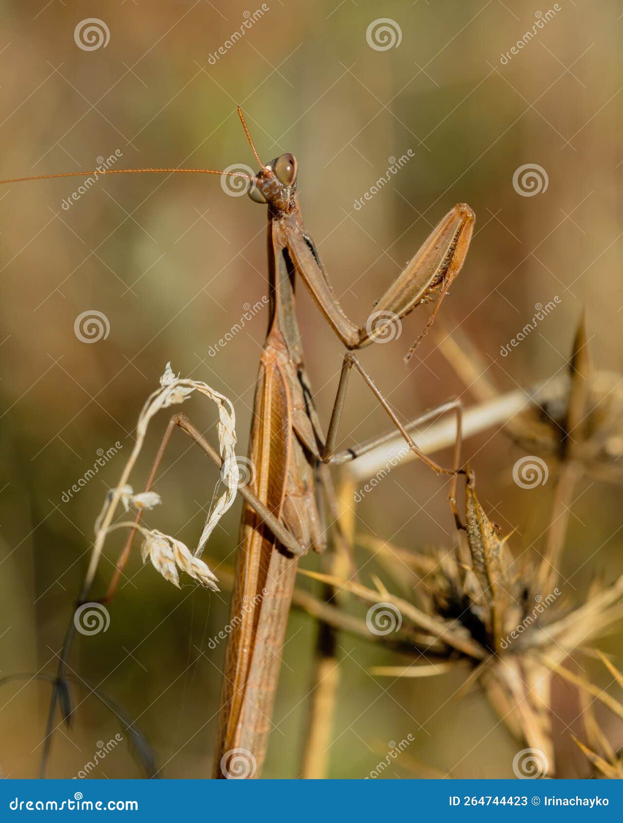Large Brown Praying Mantis on a Dry Stem Stock Image - Image of female ...