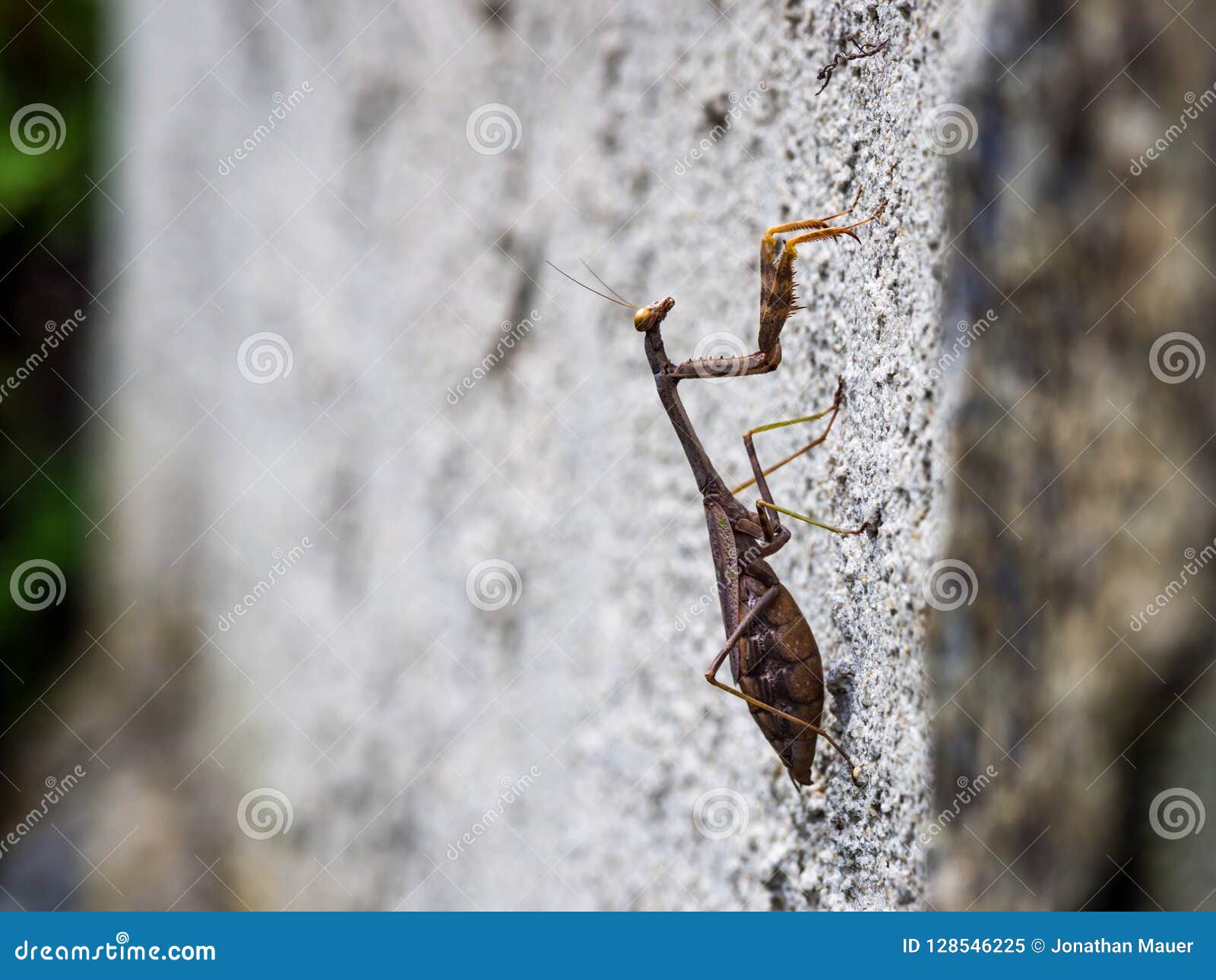 Praying Mantis on Textured Wall, Close Up Selective Focus Stock Image ...