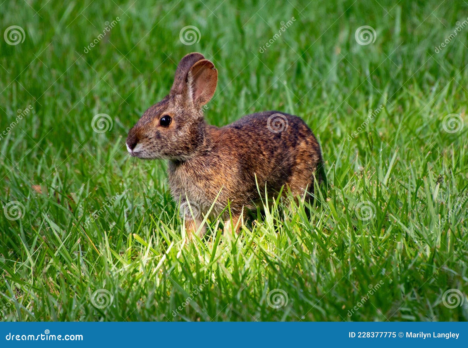 Brown Rabbit in Grass stock image. Image of pasture - 228377775