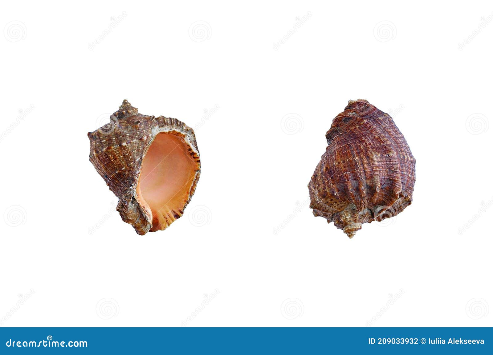 Large Brown Sea Shell. Isolate. Front View Back View Stock Photo ...