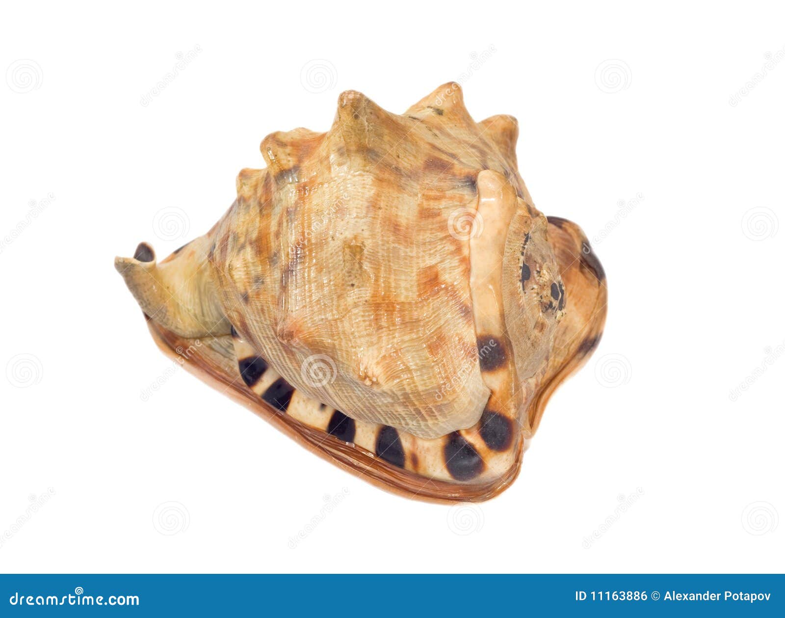 Large brown shellfish stock photo. Image of white, shiny - 11163886