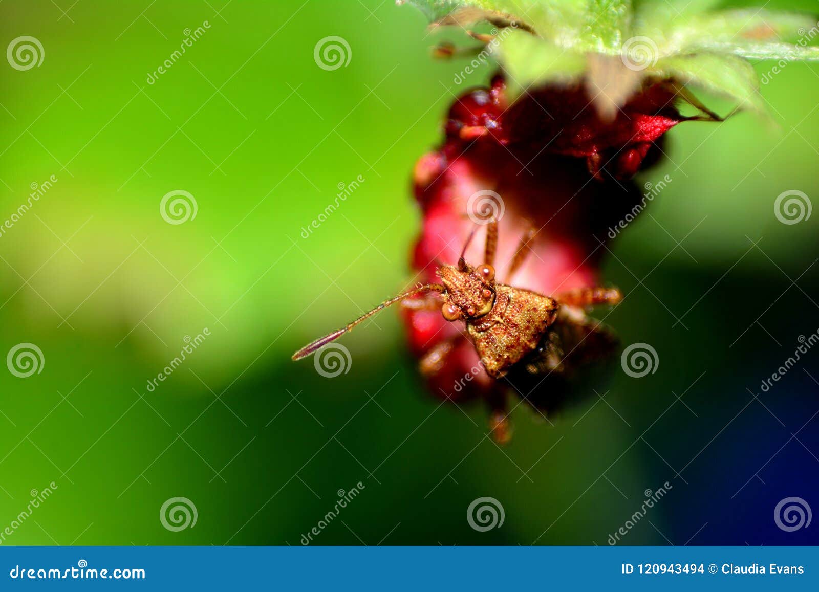 Large Brown Shield Bug on a Strawberry Stock Photo - Image of large ...