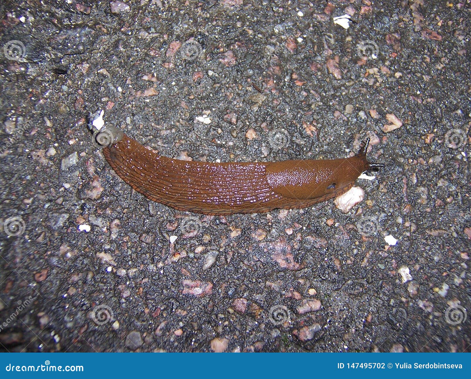 Large Brown Slug Crawling on the Wet Asphalt Stock Photo - Image of ...