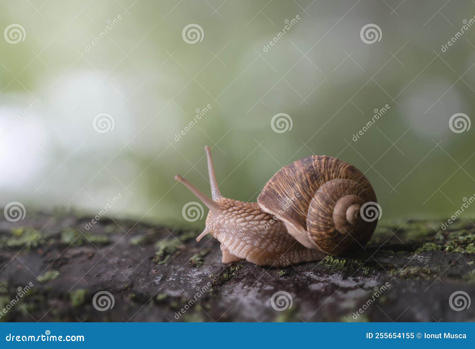 Large Brown Snail Close-up. Snail after Rain Stock Image - Image of ...