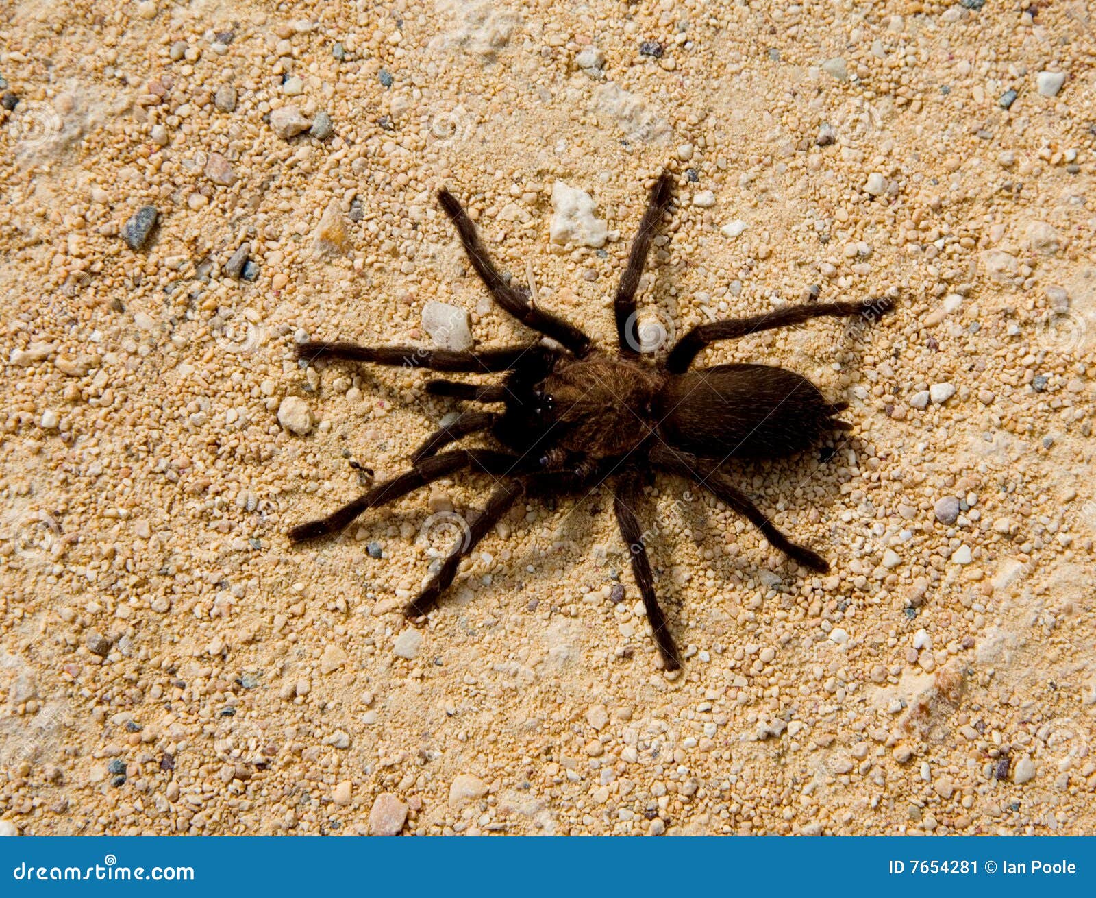 Large Brown Spider stock image. Image of fear, animal - 7654281
