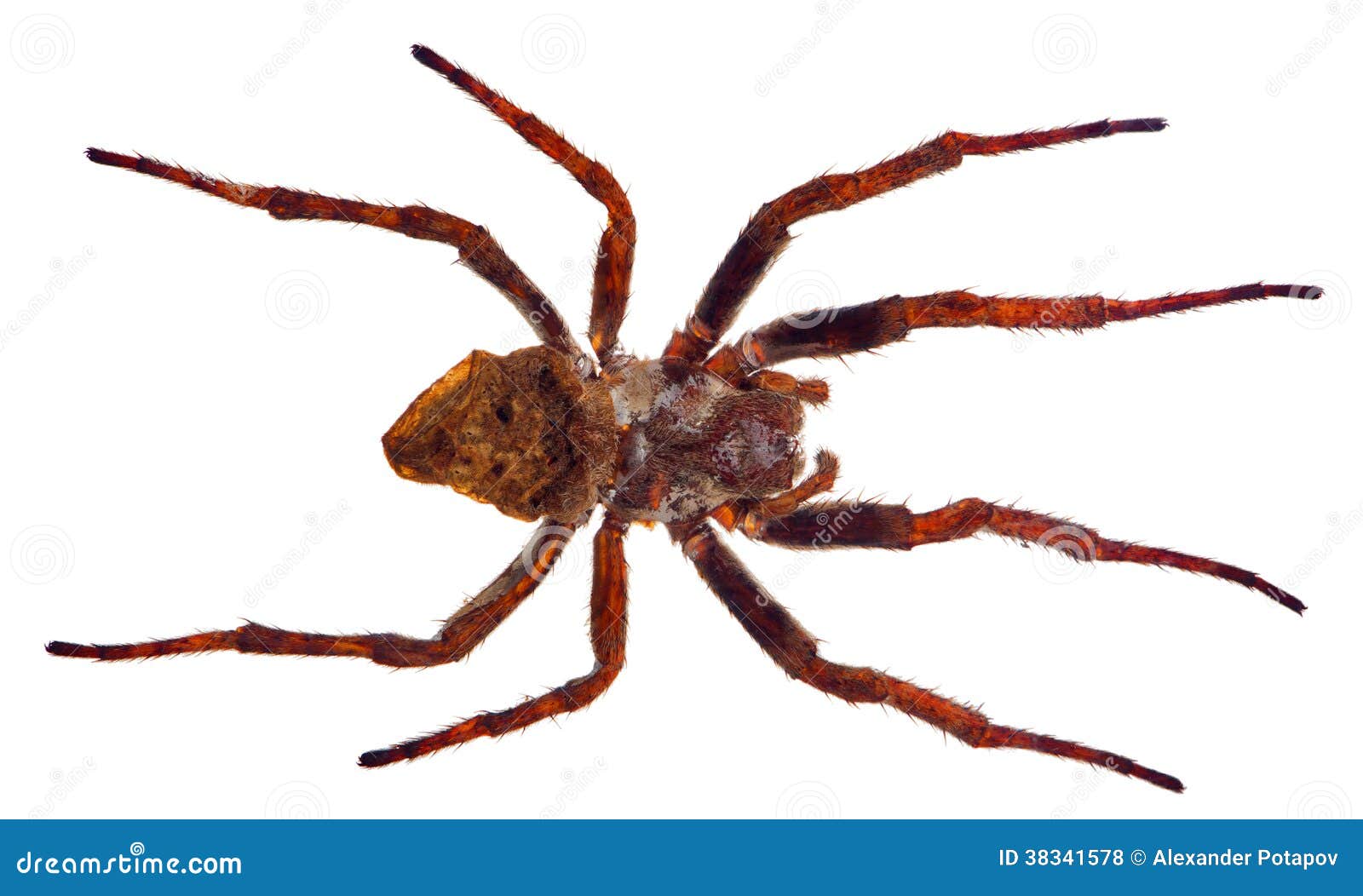 Large Brown Spider Isolated on White Stock Photo - Image of spider ...