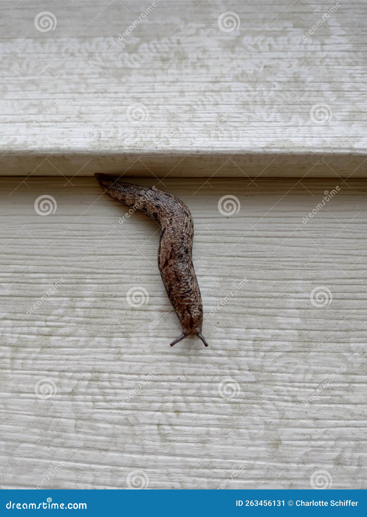 Large Brown Spotted Slug on Siding Eating Algae Stock Image - Image of ...