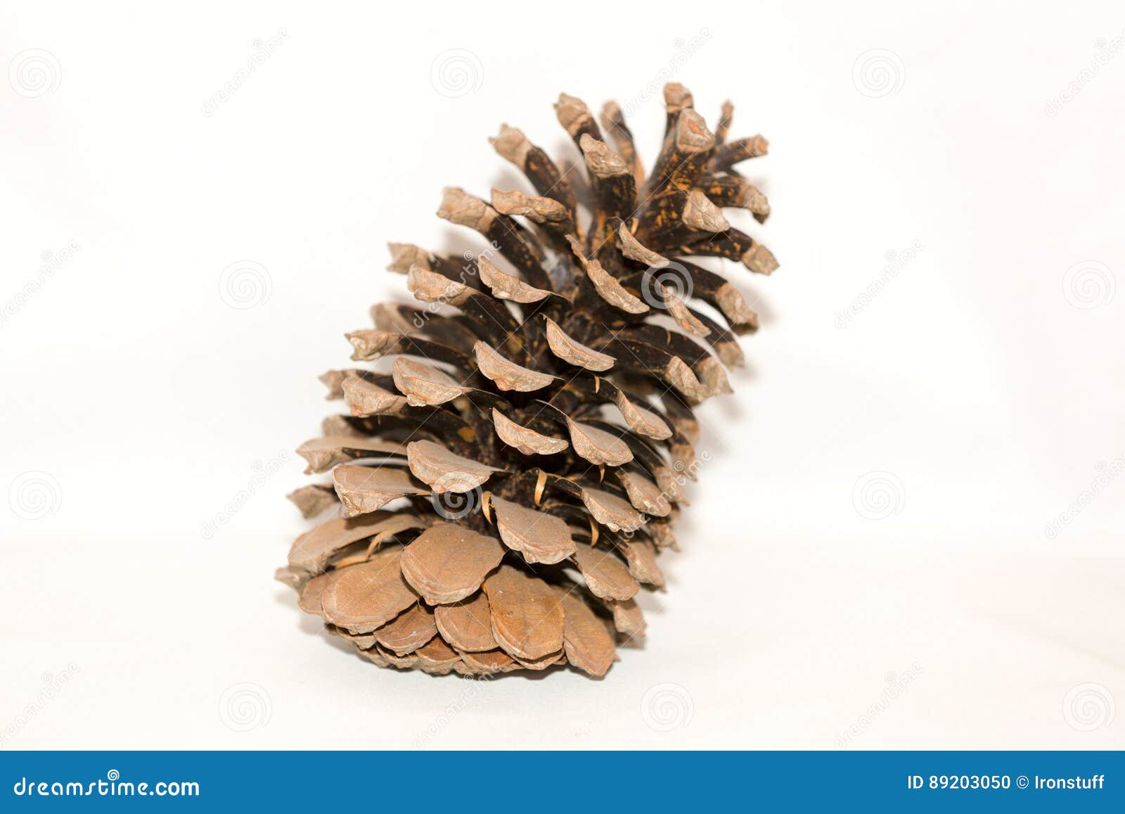 Large brown strobile stock photo. Image of pine, spruce - 89203050
