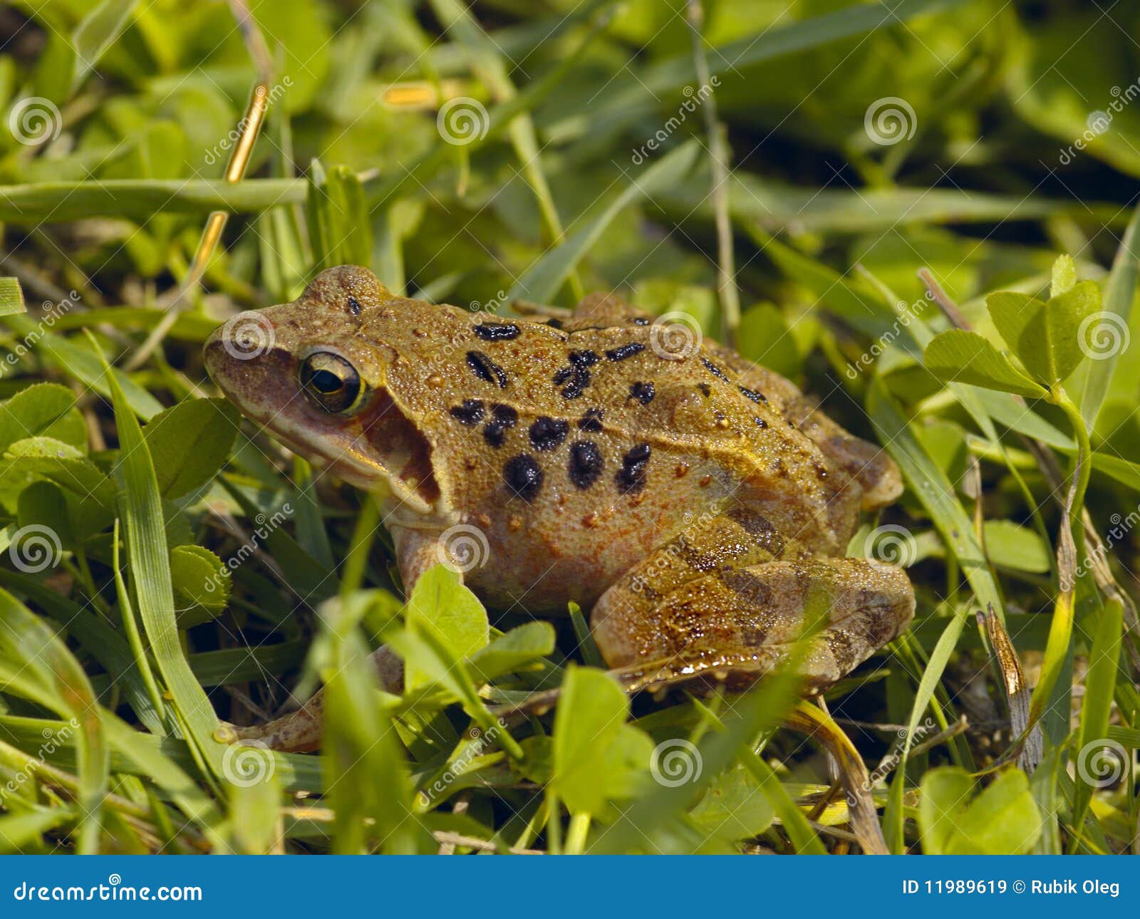 Large Brown Toad in Green Herb Stock Image - Image of background ...