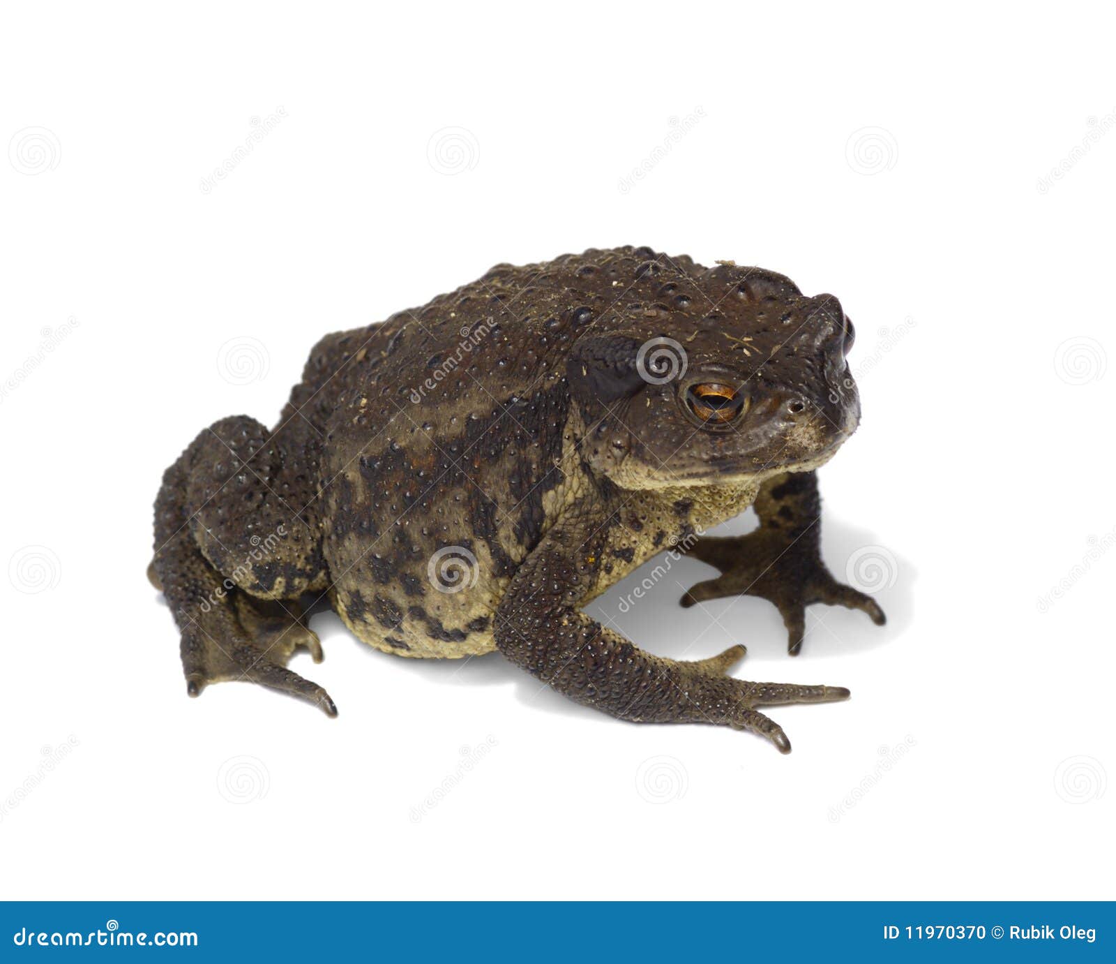 Large brown toad isolated stock photo. Image of mouth - 11970370