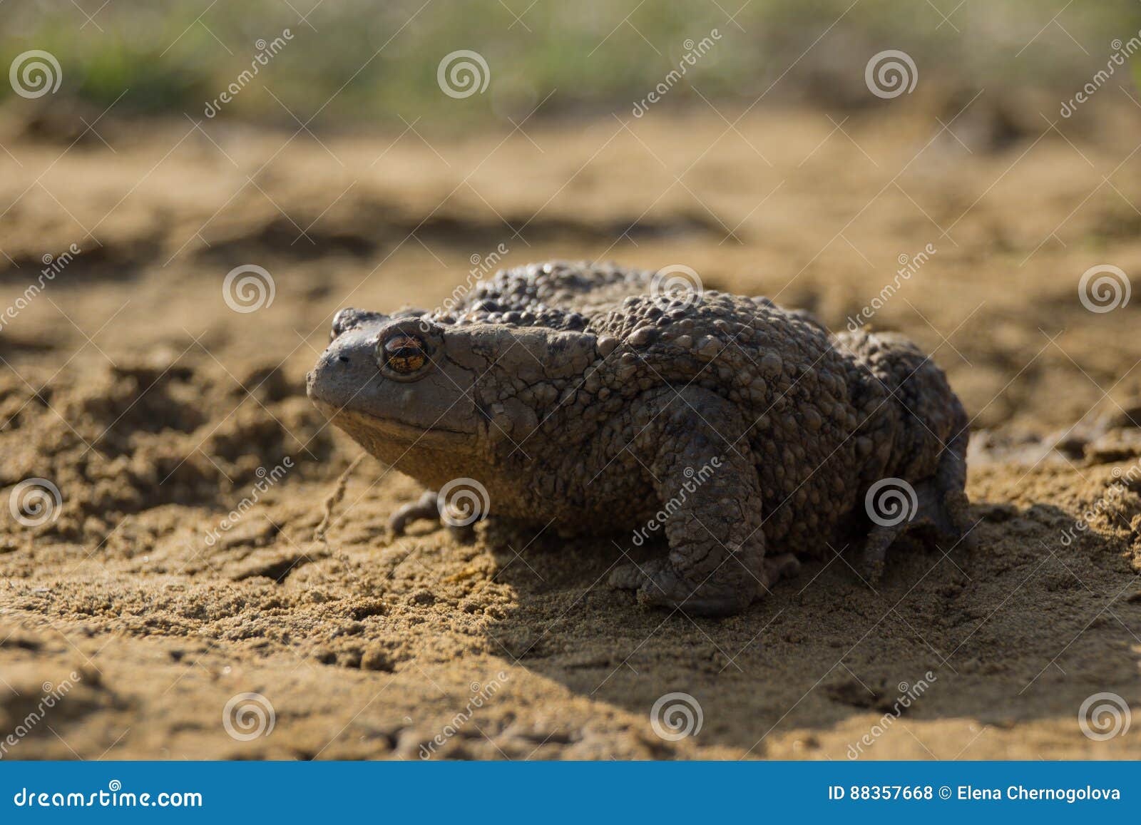 A toad. stock photo. Image of hoptoad, grit, earth, brown - 88357668