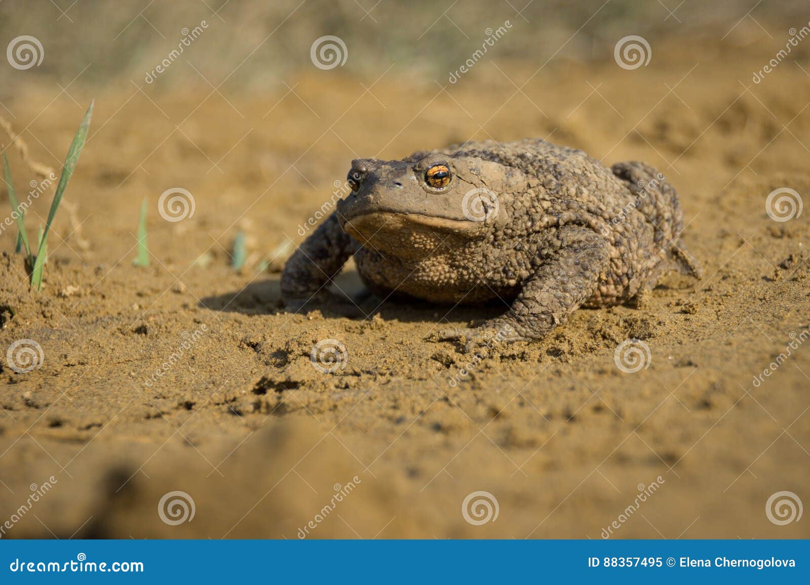 A toad. stock image. Image of sand, soil, brown, wash - 88357495