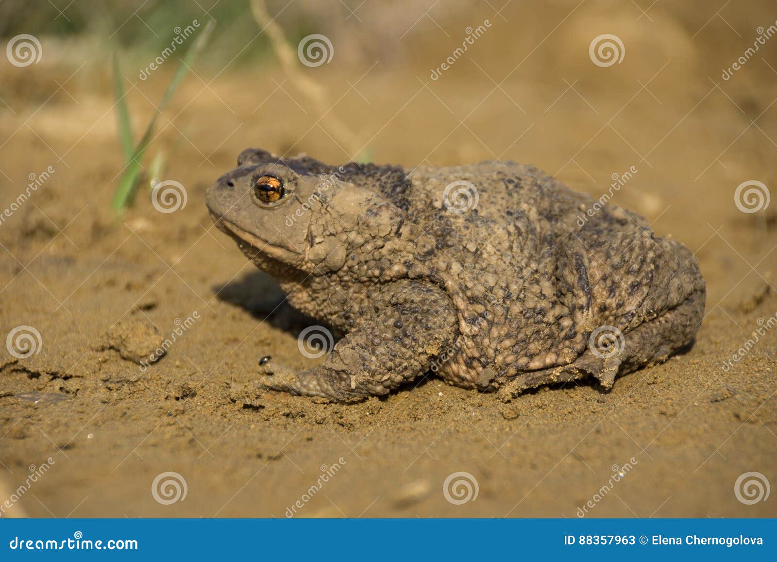 A toad. stock image. Image of skin, hoptoad, brown, yellow - 88357963