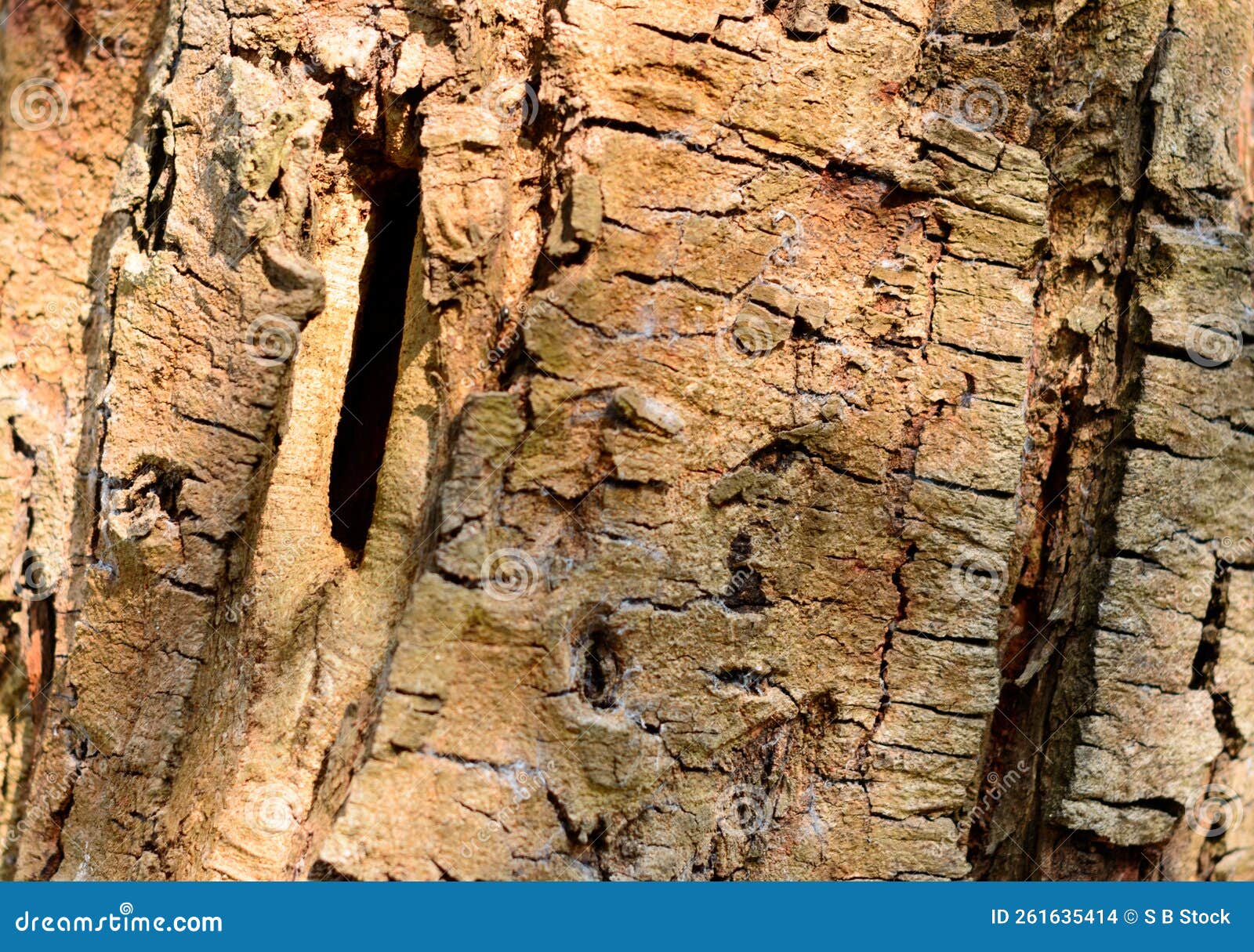Large Brown Tree Trunk Plant Bark. Full Frame Stock Photo - Image of ...