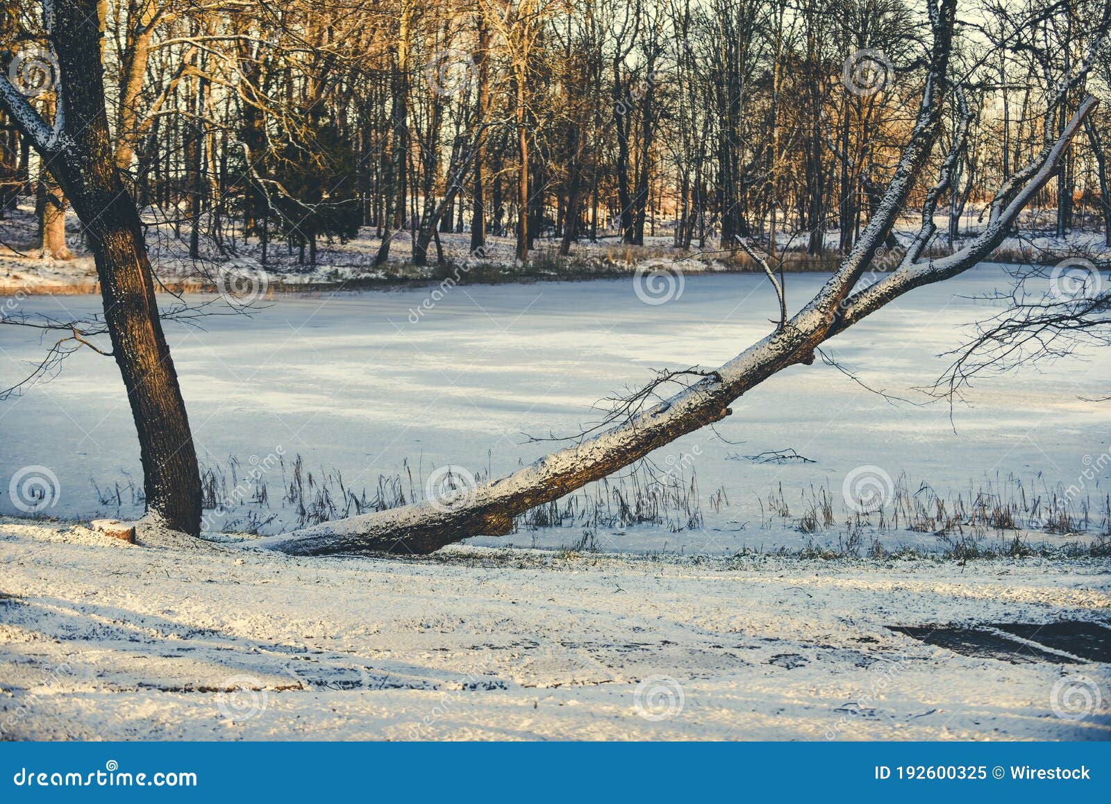 Large Brown Tree Trunk on a Snowy Day in a Park Stock Image - Image of ...