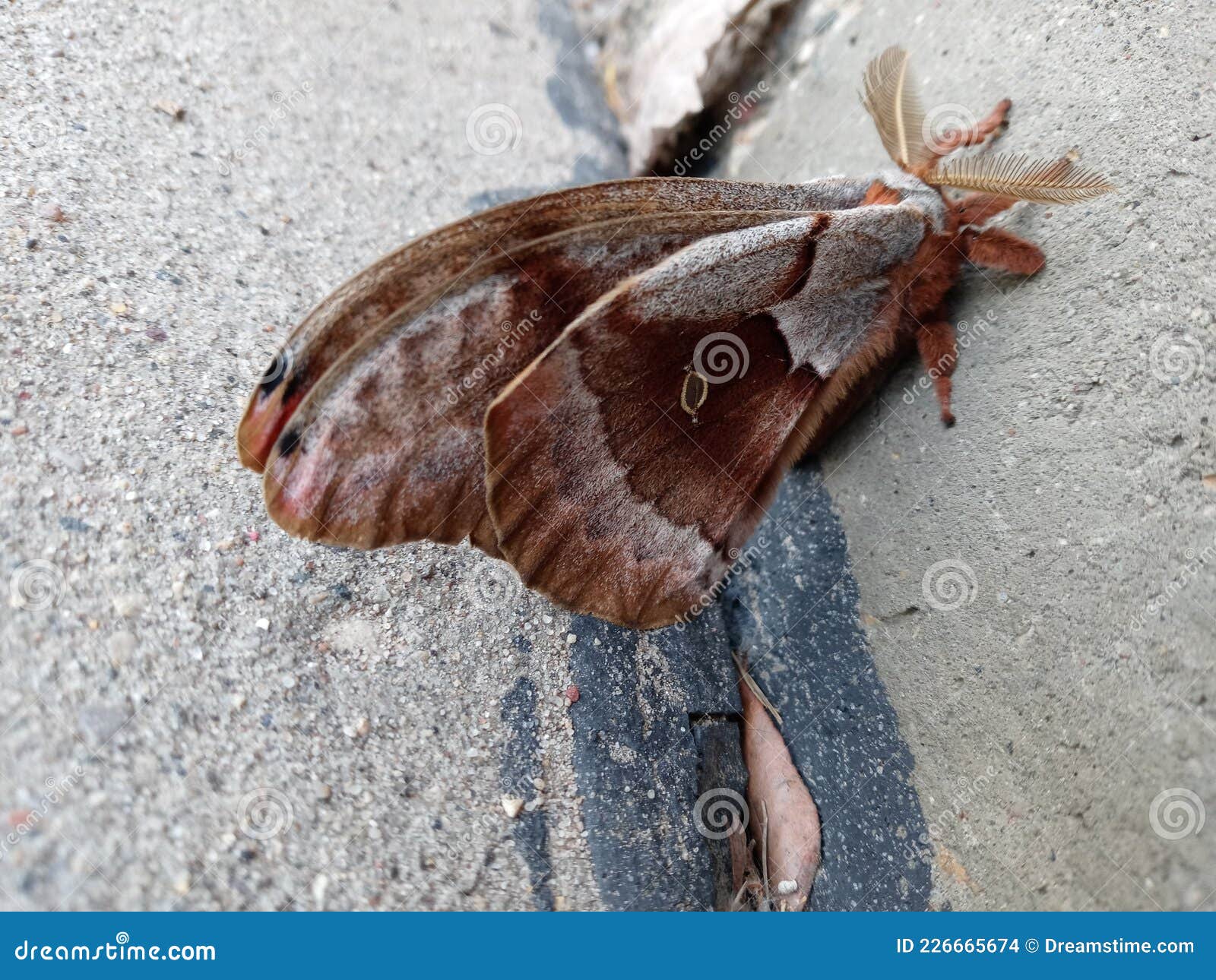 Large brown and white moth stock photo. Image of moth - 226665674
