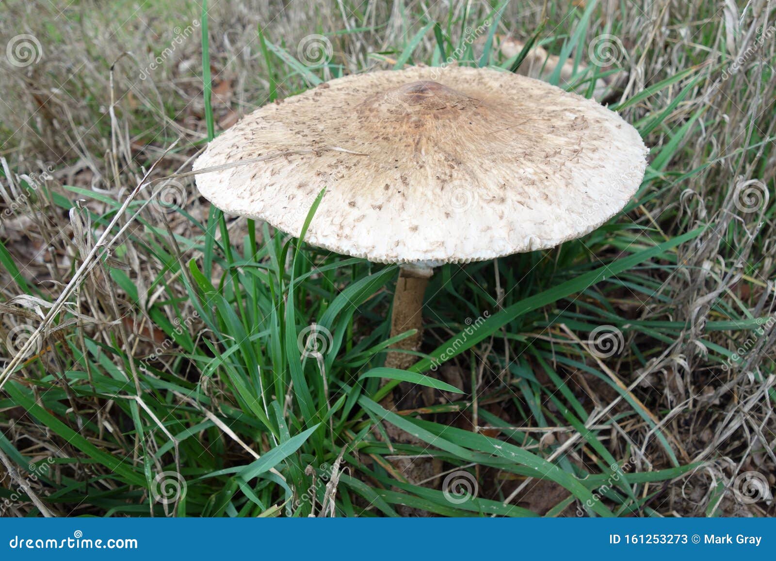 Large Brown and White Toadstool Stock Image - Image of mushroom, autumn ...