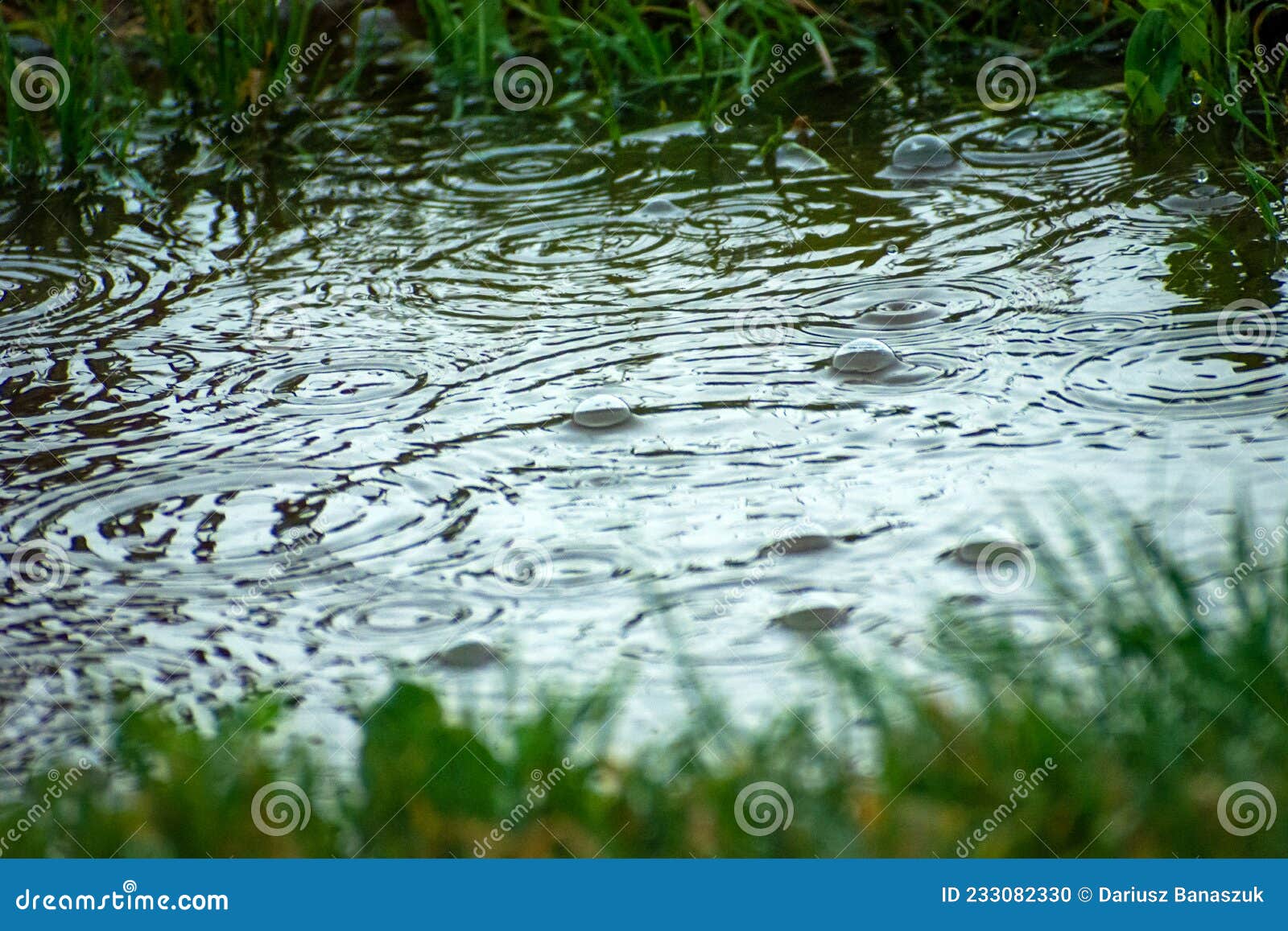 Large Bubbles in a Puddle during Rainfall Stock Photo - Image of group ...