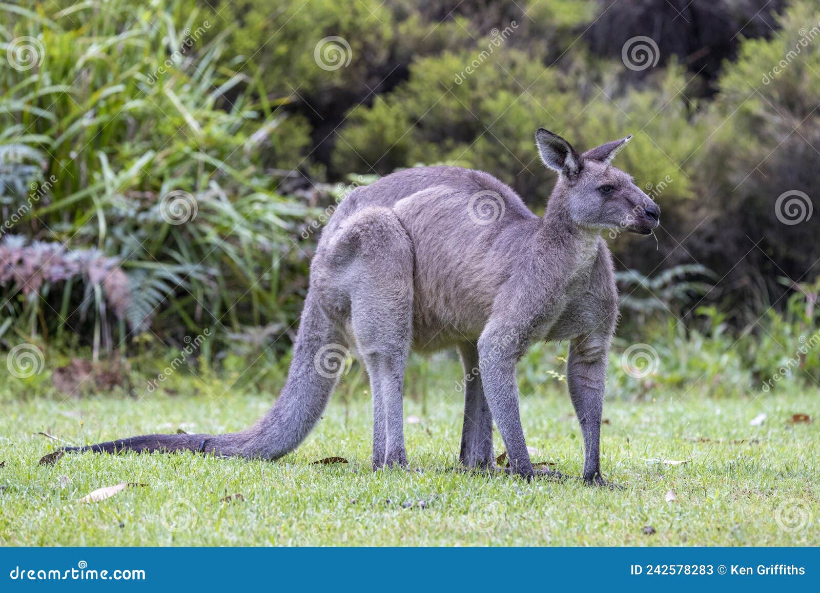 Eastern Grey Kangaroo stock image. Image of buck, grey - 242578283