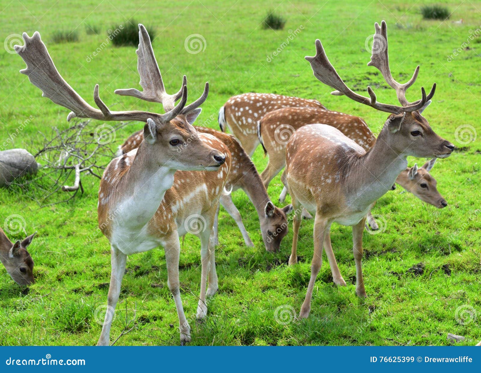 Large Buck Fallow Deer stock image. Image of fallow, fawn - 76625399