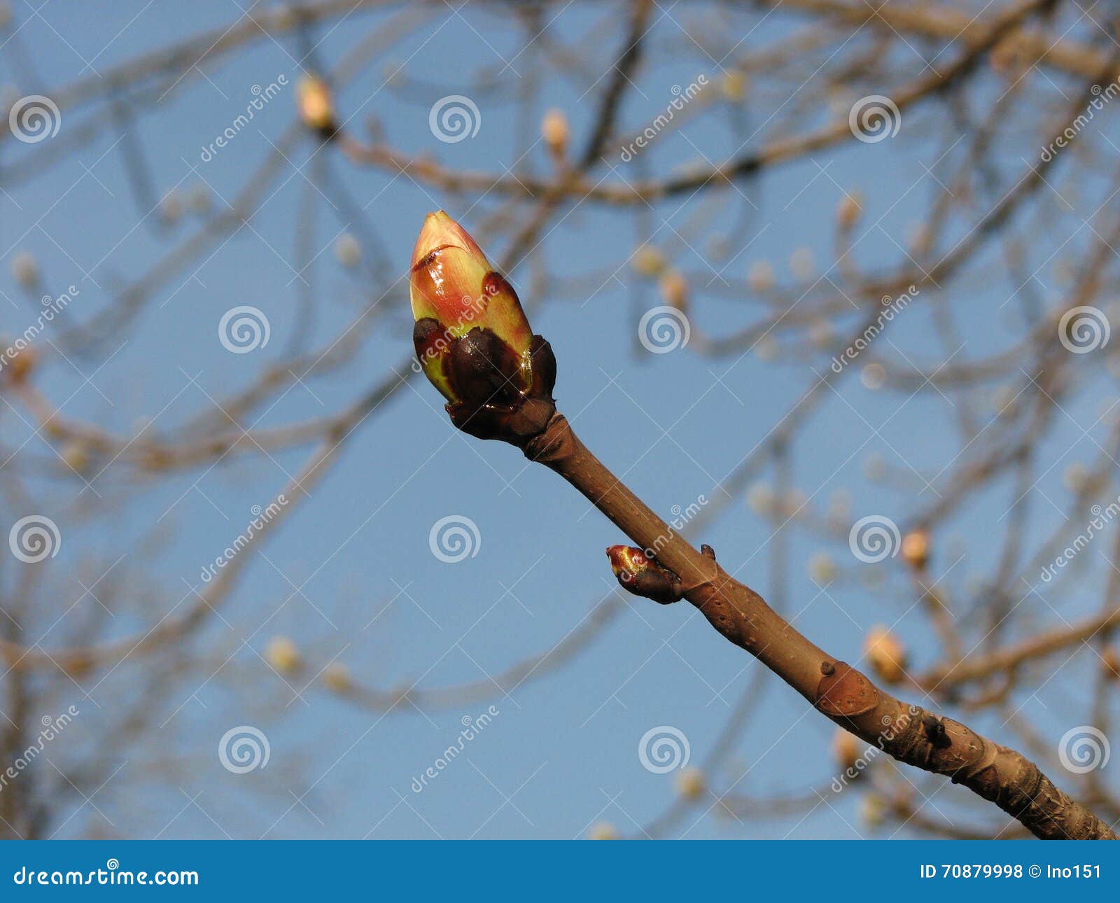 Large Bud of Chestnut Tree, Spring Stock Photo - Image of bright ...