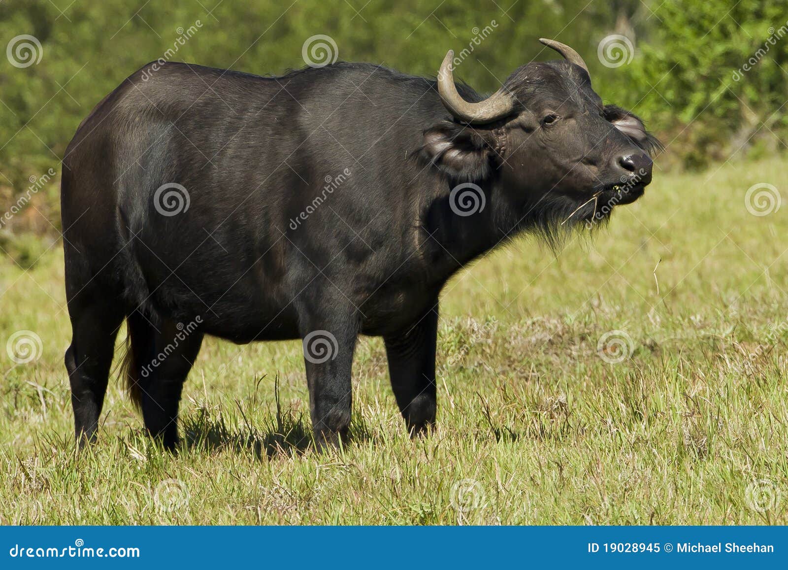 Large buffalo stock image. Image of danger, black, african - 19028945