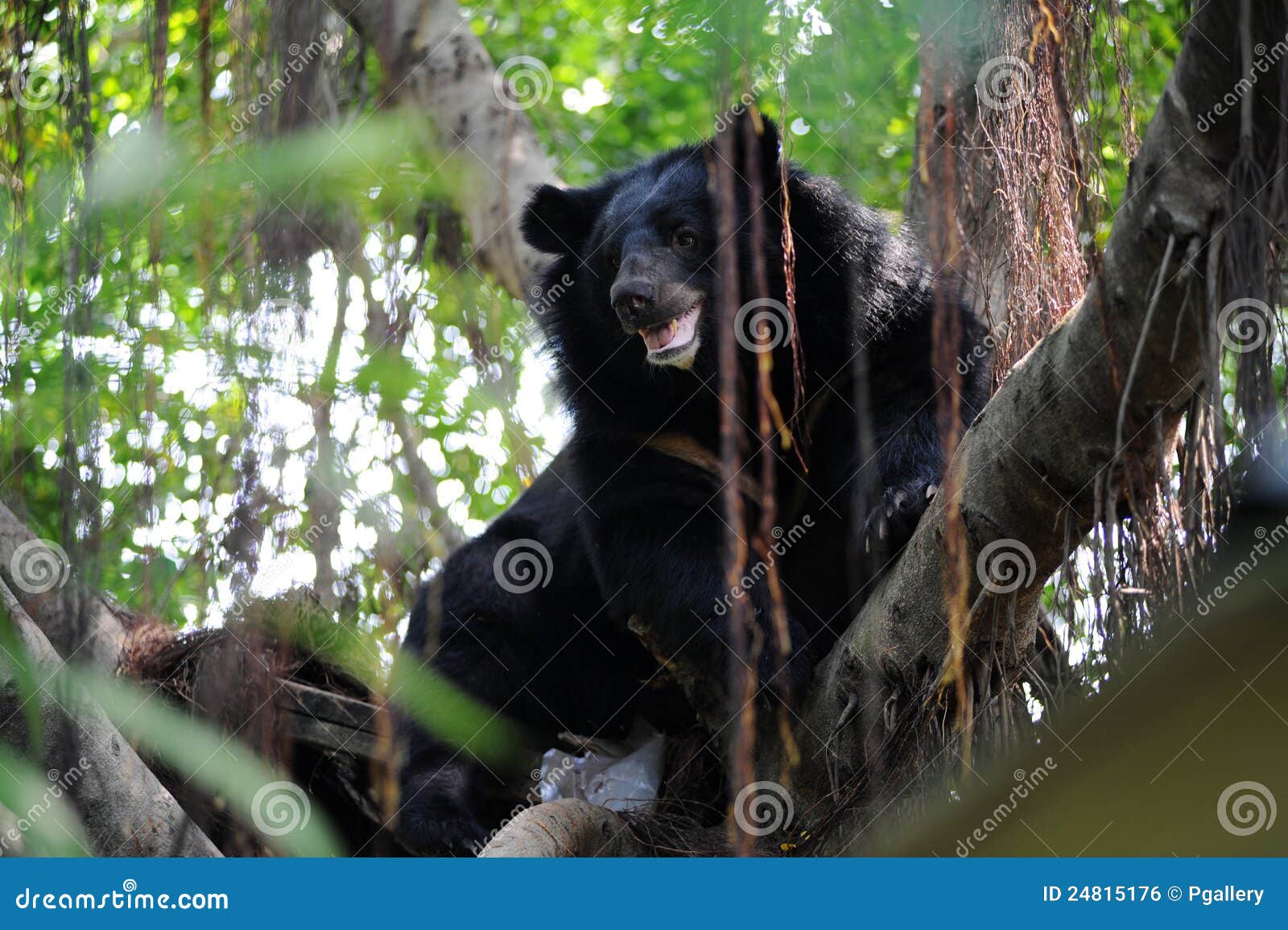 Large Buffalo, Bear on the Tree. Stock Photo - Image of bear, berry ...