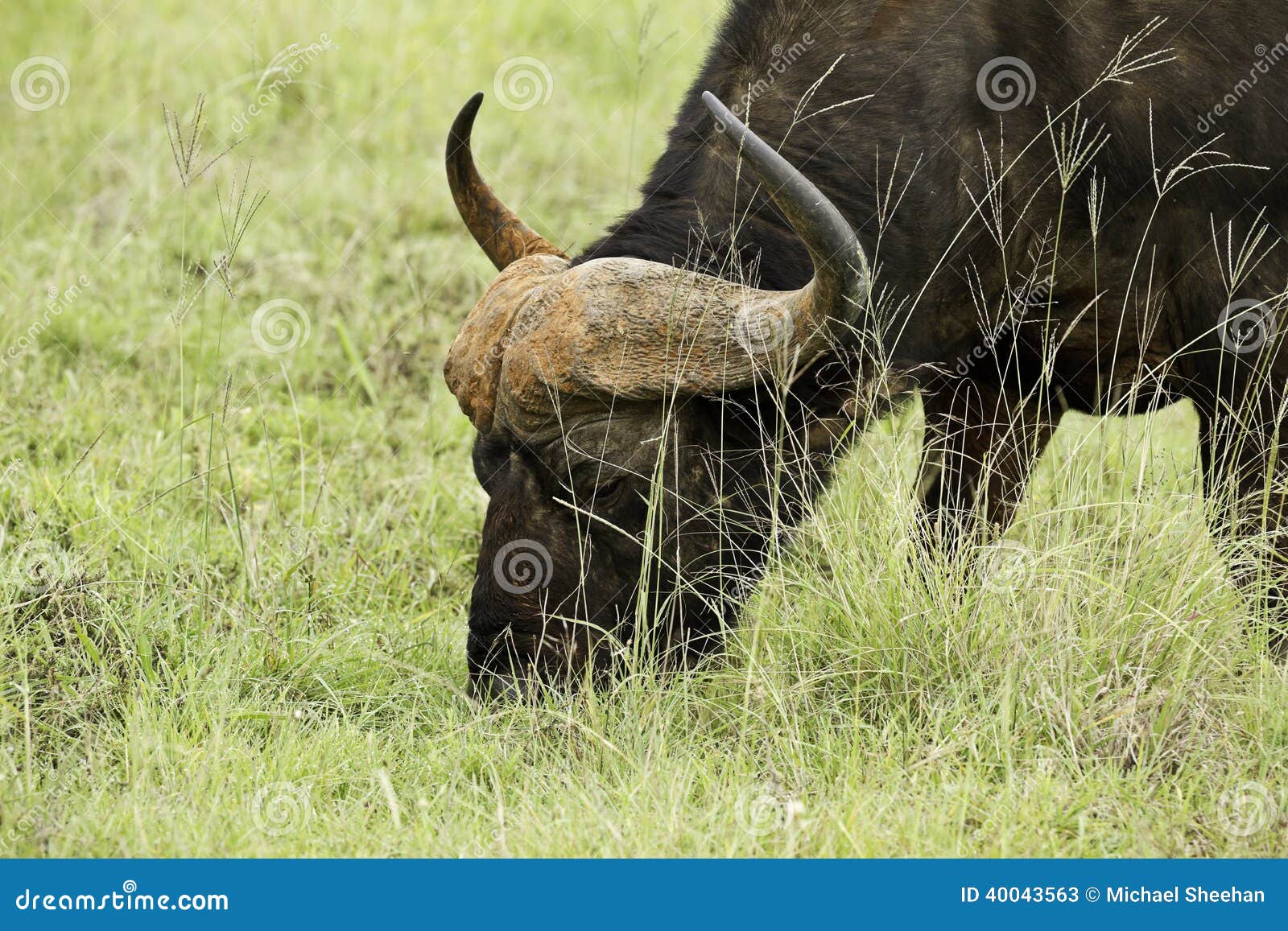 Large Buffalo eating stock image. Image of hunting, conservation - 40043563
