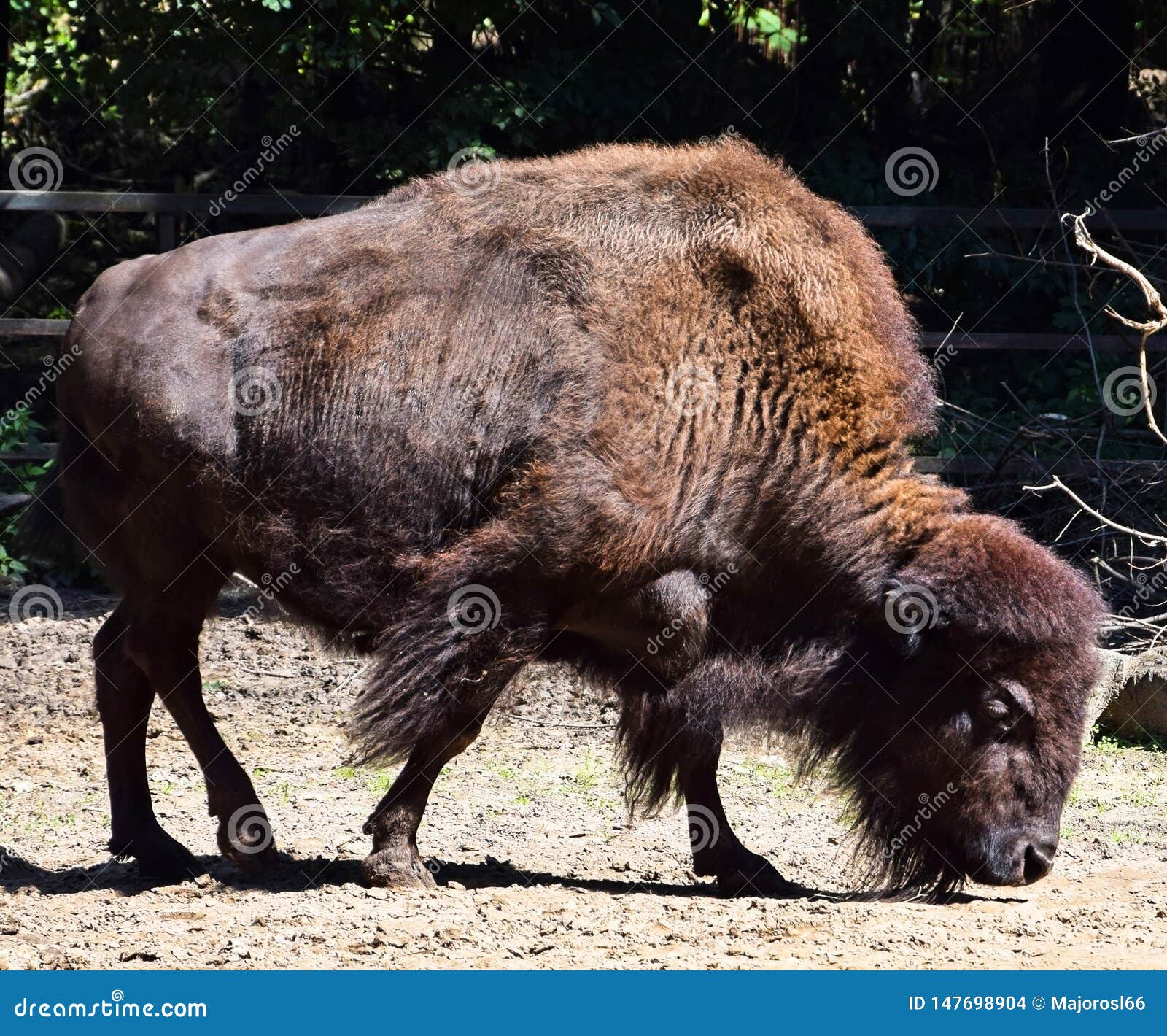 Large Buffalo Walking Outdoor Stock Photo - Image of animal, outdoor ...