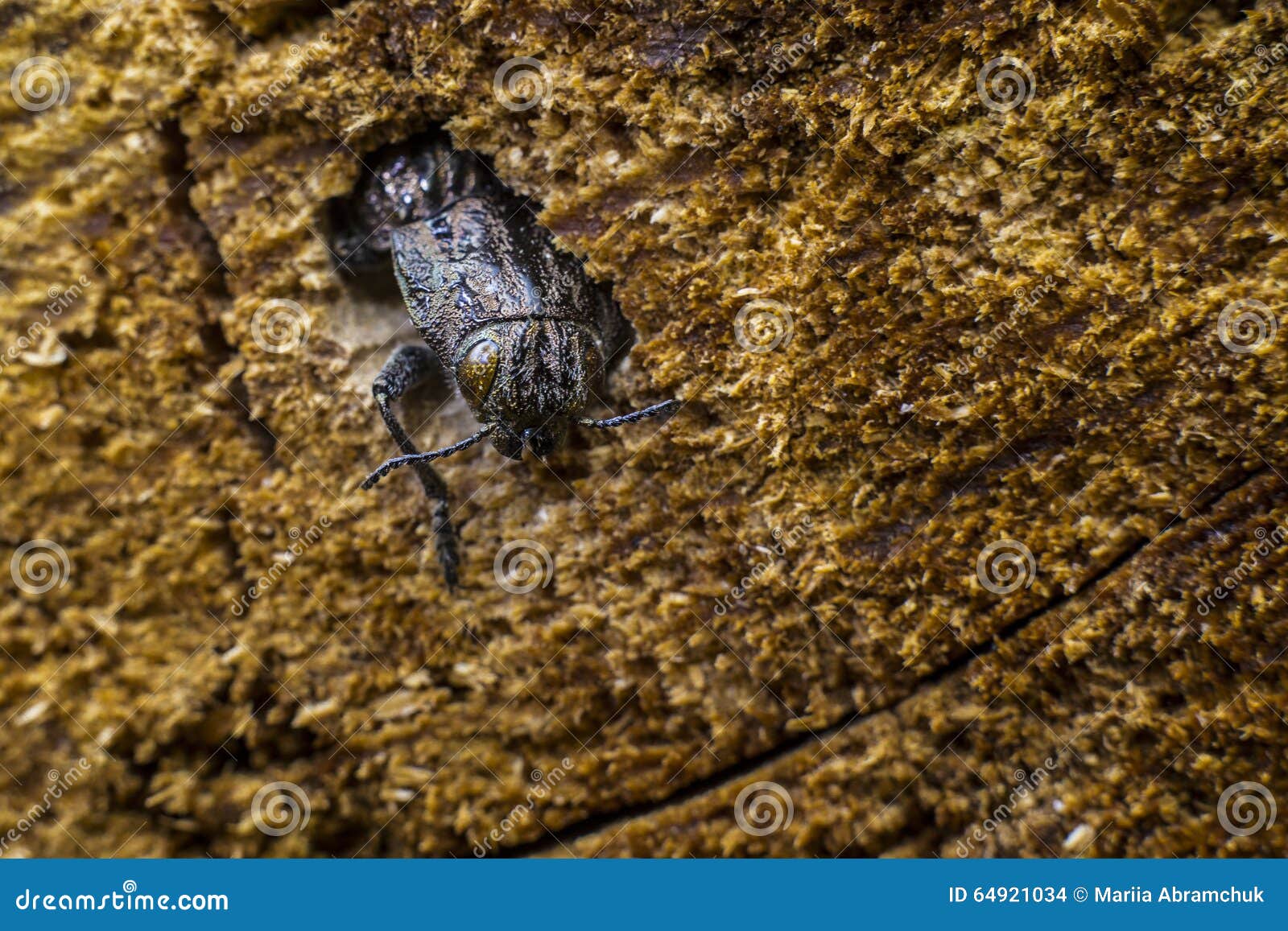 Large bug the bark beetle stock photo. Image of background - 64921034
