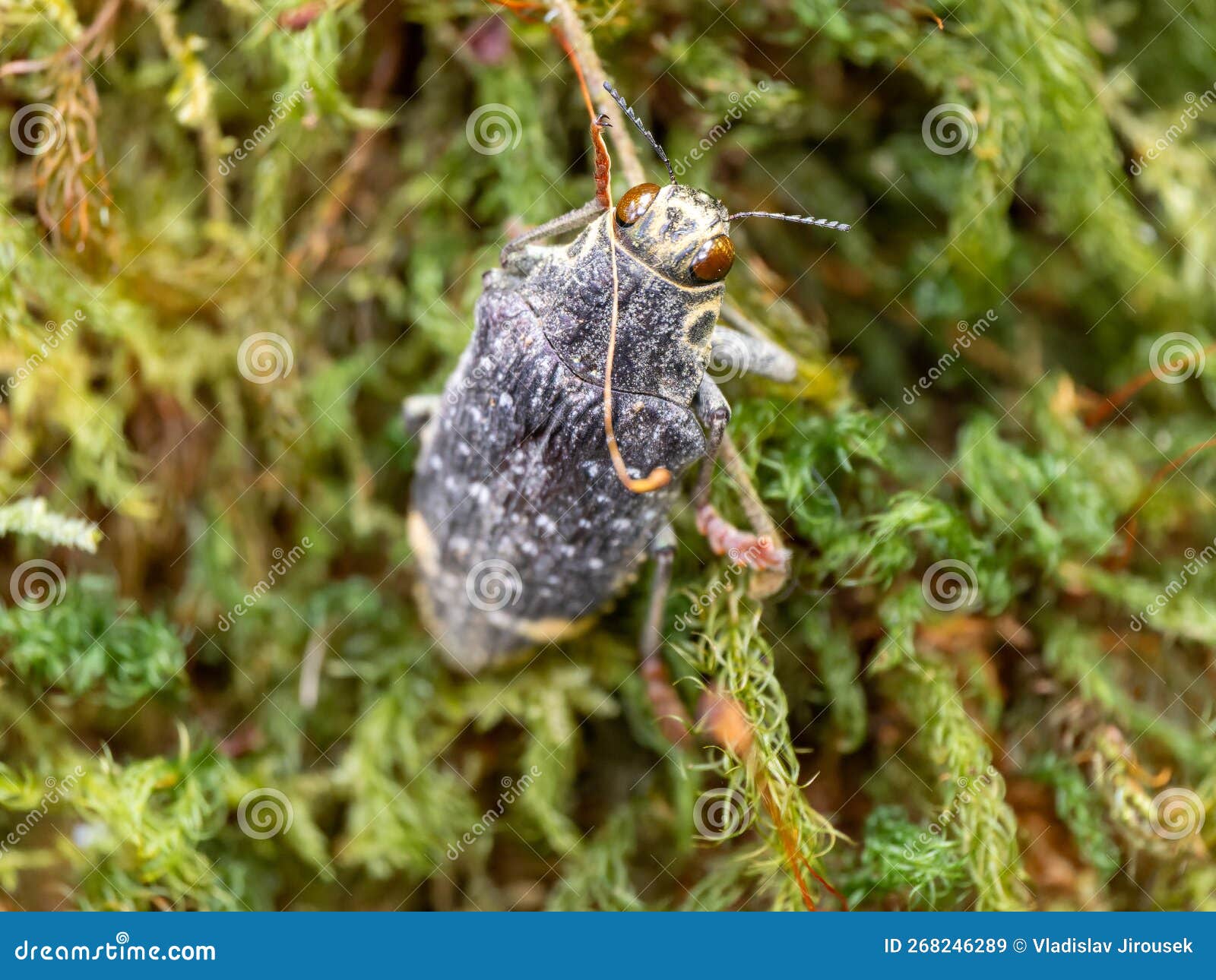 Large Bug with Bulging Eyes. Kirindy Reserve, Madagascar Stock Image ...