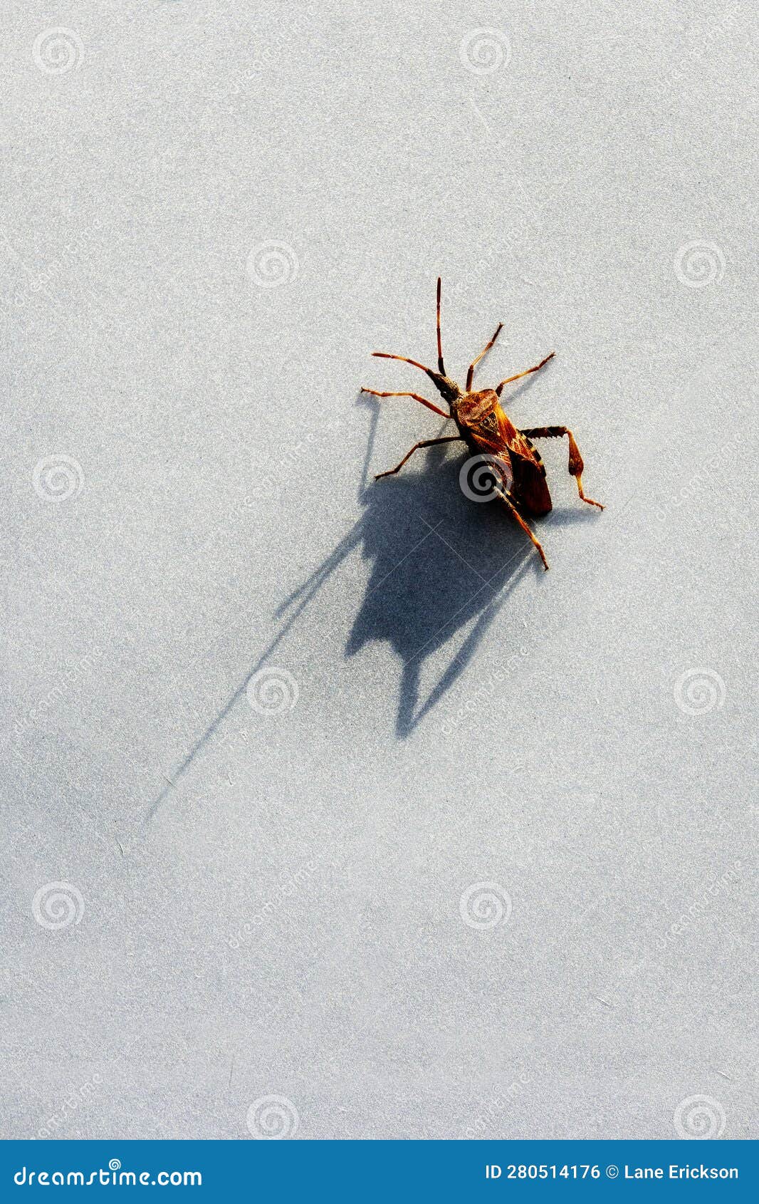 Large Bug Insect on White Background with Shadow Stock Photo - Image of ...