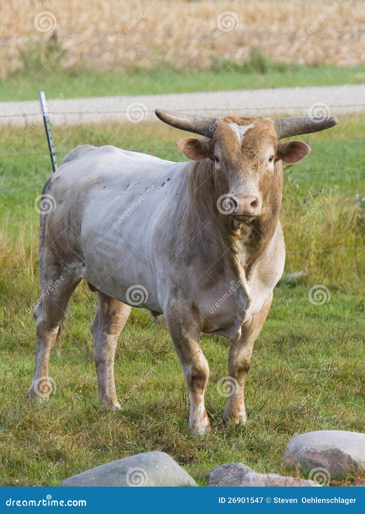 Large Bull stock image. Image of mean, bull, bucking - 26901547