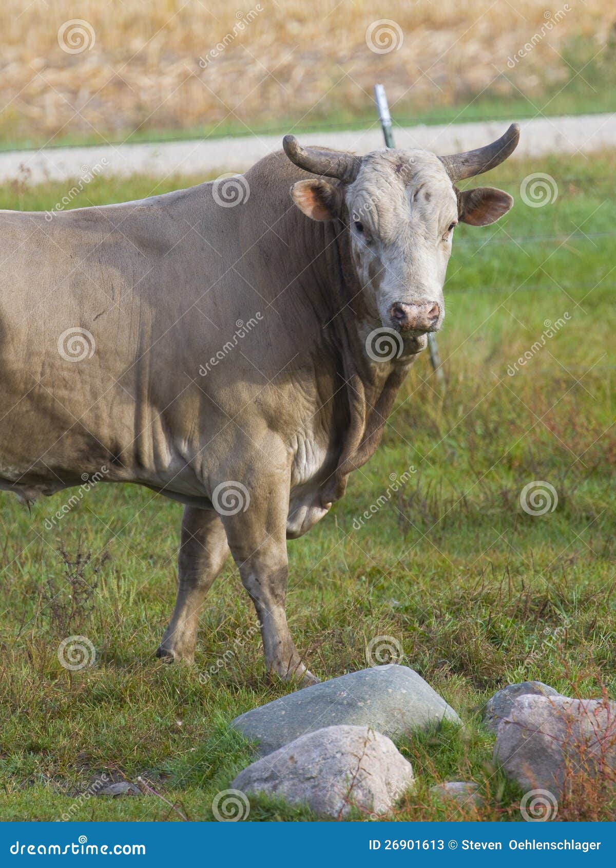Large Bull stock image. Image of angry, riding, cattle - 26901613