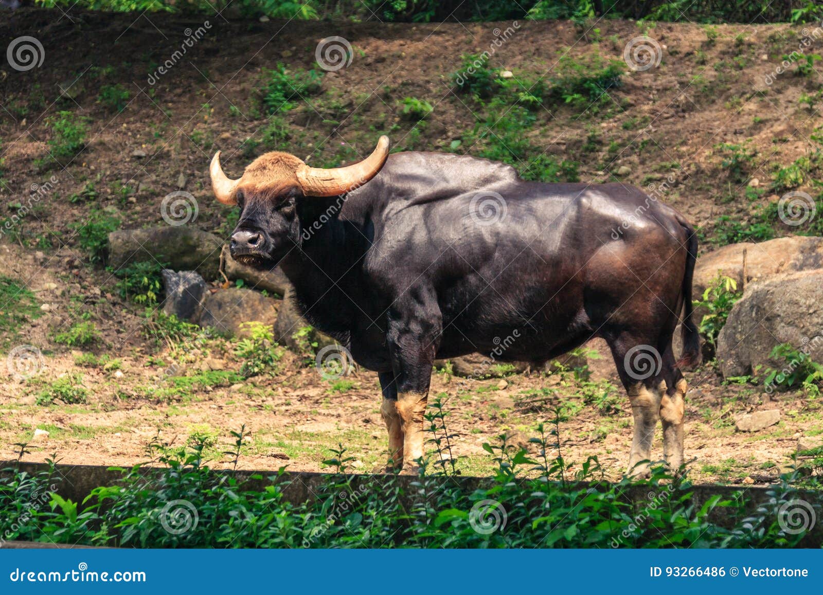 A Large Bull with Big Horn Standing. Stock Photo - Image of huge, horn ...
