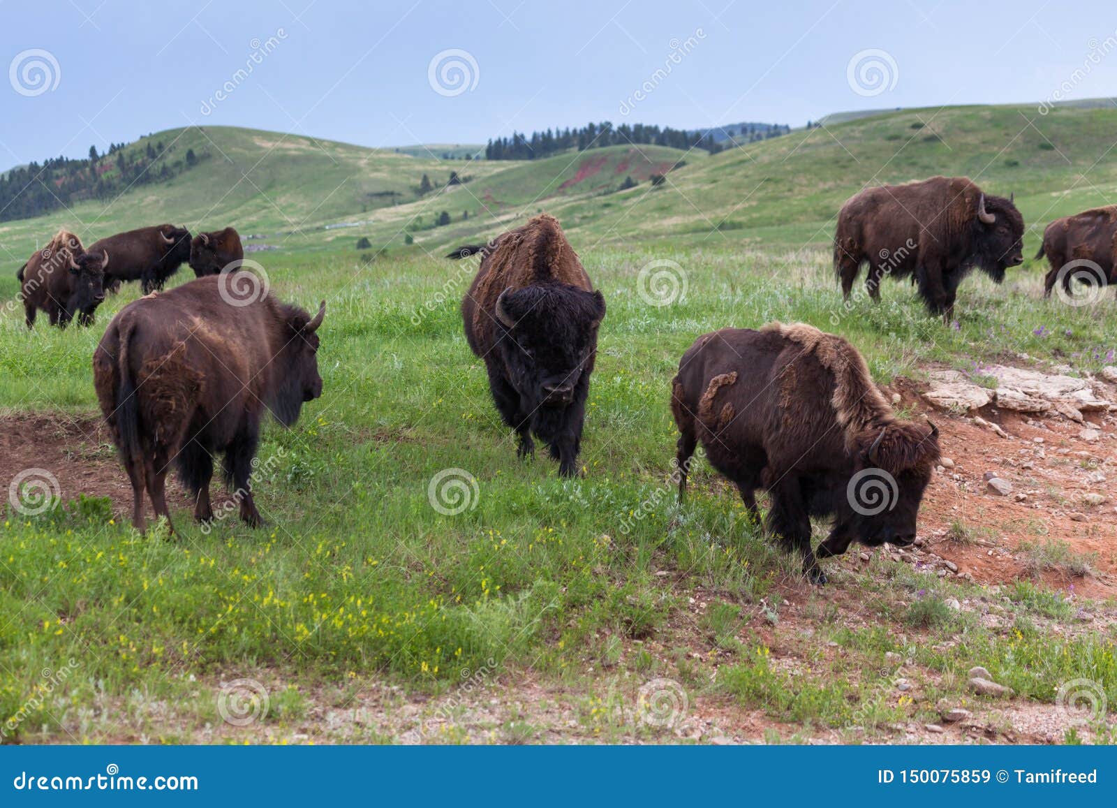 Large Bull Bison in Herd stock image. Image of herd - 150075859