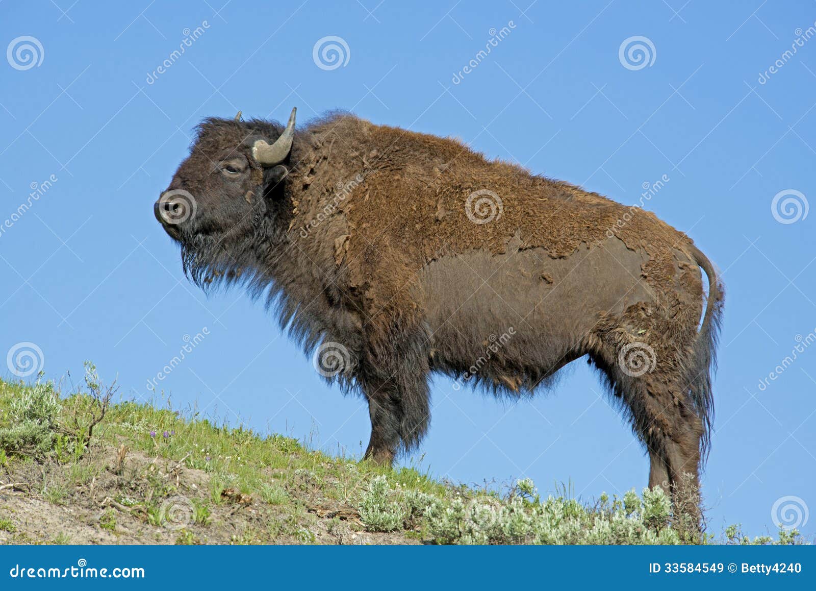 A Large Bull Bison is Highlighted Against the Sky. Stock Image - Image ...