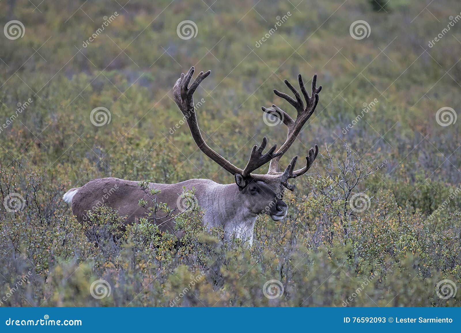 Large Bull Caribou stock image. Image of mammal, field - 76592093