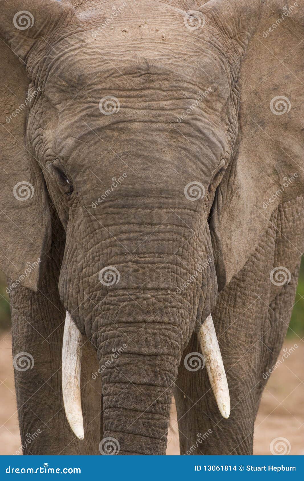 Large bull elephant stock photo. Image of animal, male - 13061814