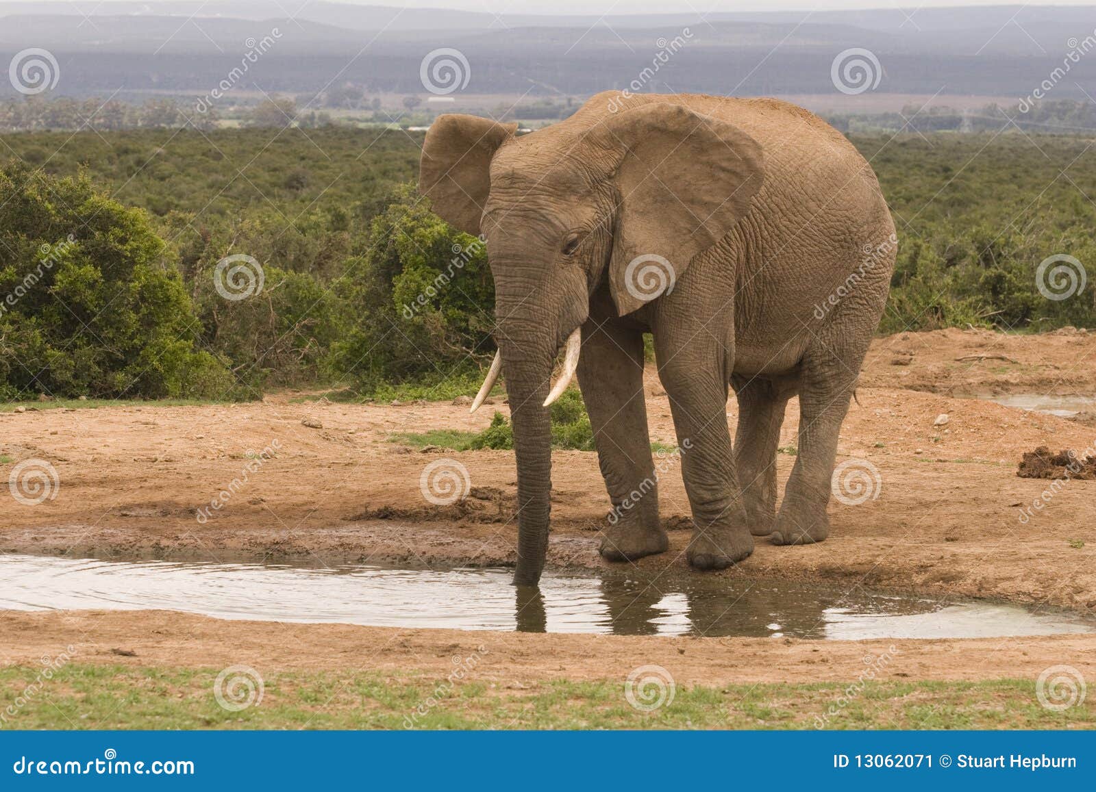 Large bull elephant stock image. Image of hunter, african - 13062071