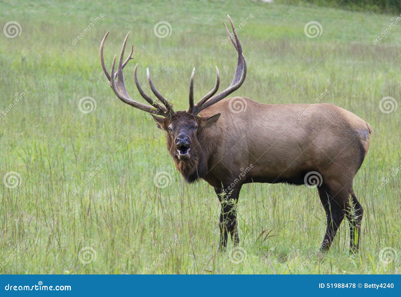 Large Bull Elk Bugling at the Camera. Stock Photo - Image of mammal ...