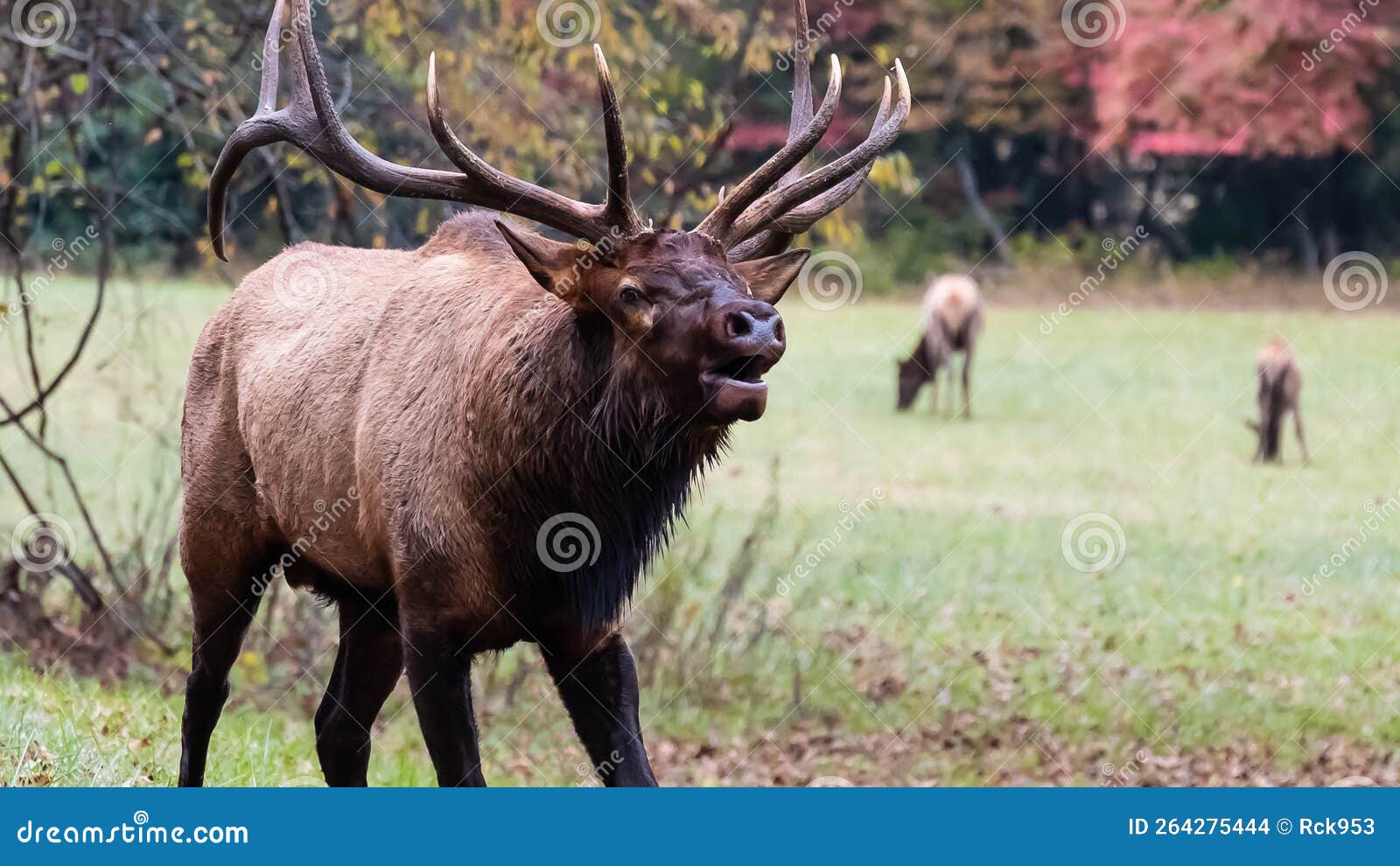 Large Bull Elk Bugling Over His Harem during the Autumn Rut Stock Photo ...