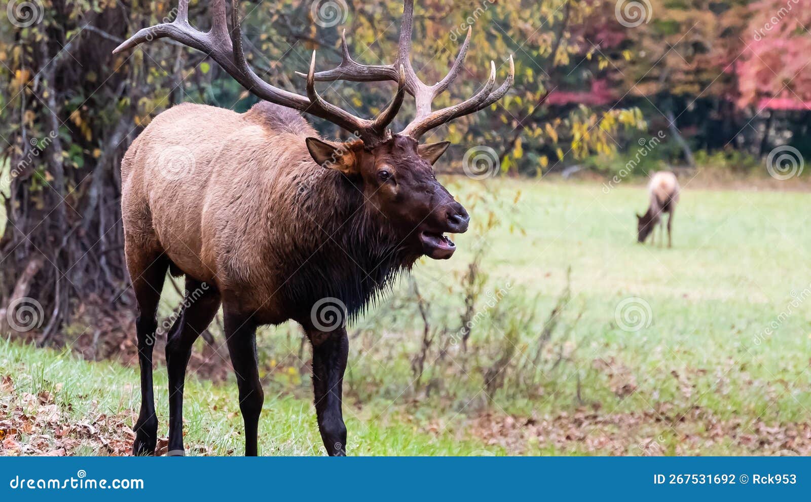Large Bull Elk Bugling Over His Harem during the Autumn Rut Stock Photo ...