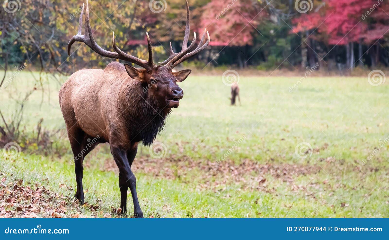 Large Bull Elk Bugling Over His Harem during the Autumn Rut Stock Photo ...