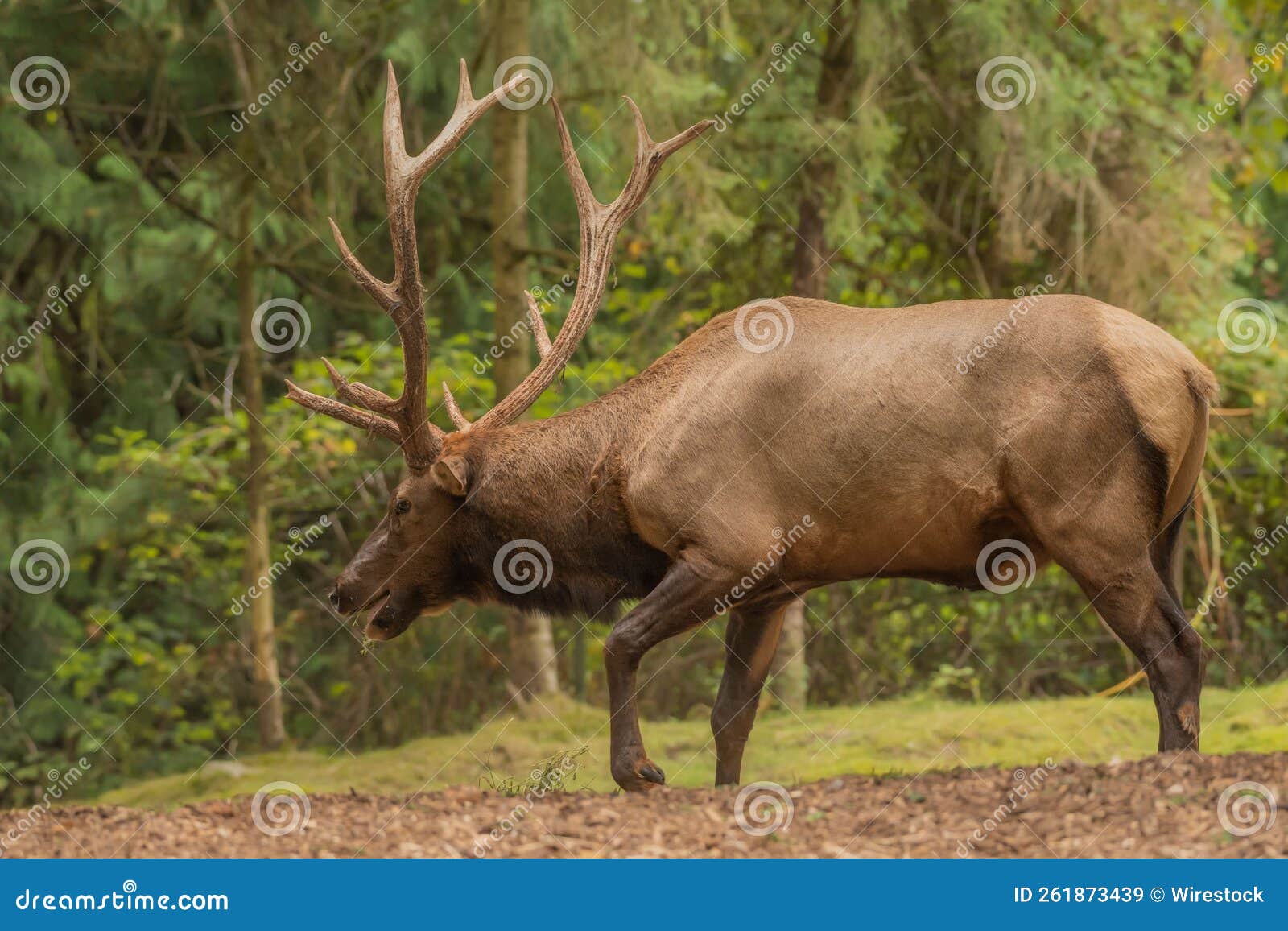Bull Elk with a Full Antler Rack Stock Image - Image of adult, bull ...